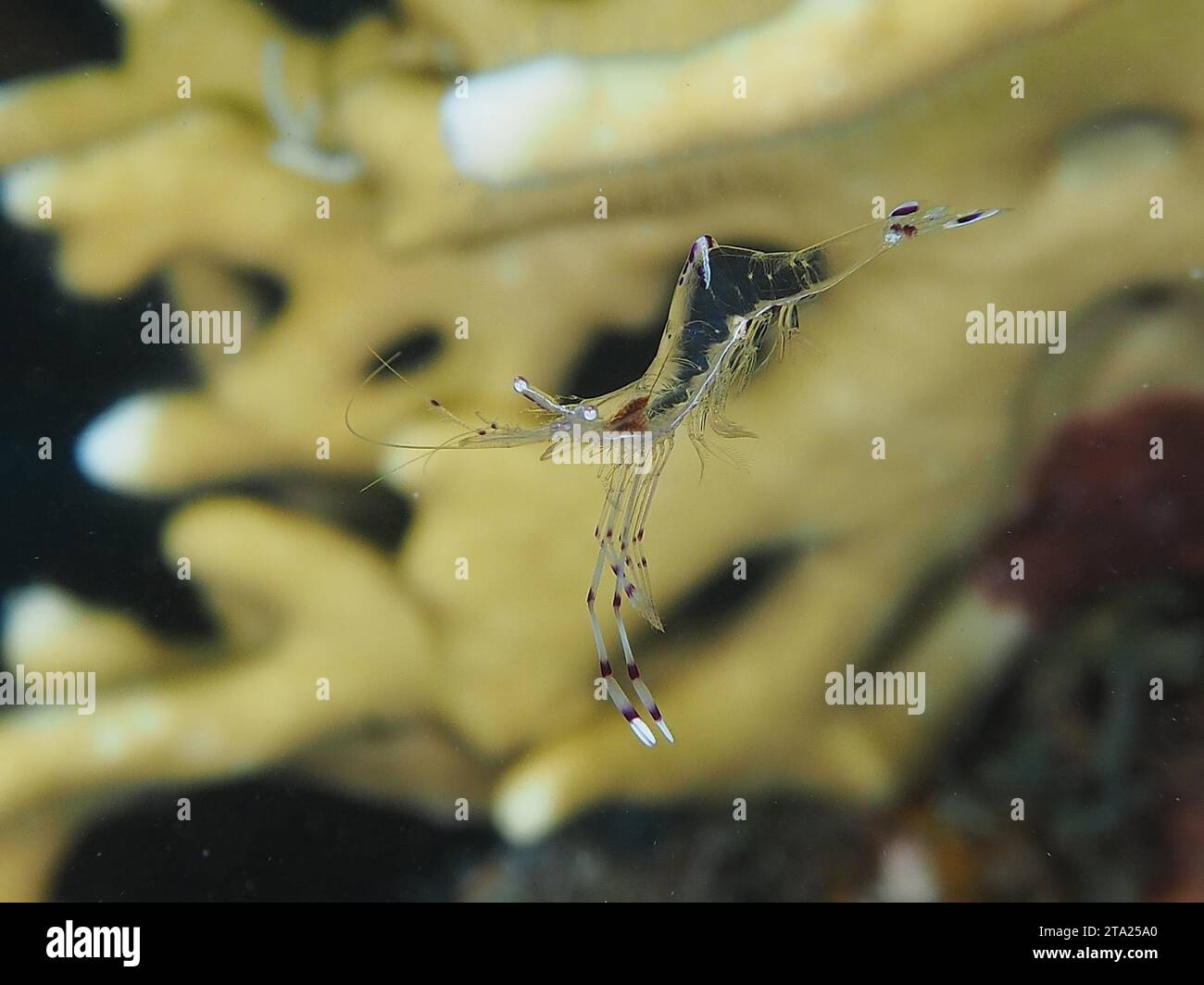 Urocaridella cave hi-res stock photography and images - Alamy