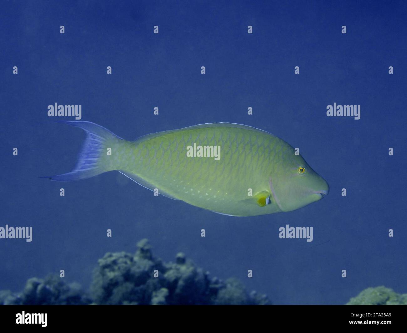 Indian longnose parrotfish (Hipposcarus harid), dive site House Reef ...
