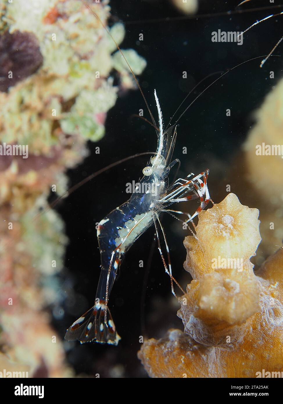 Transparent cave cleaner shrimp (Urocaridella), cleaner shrimp, dive ...