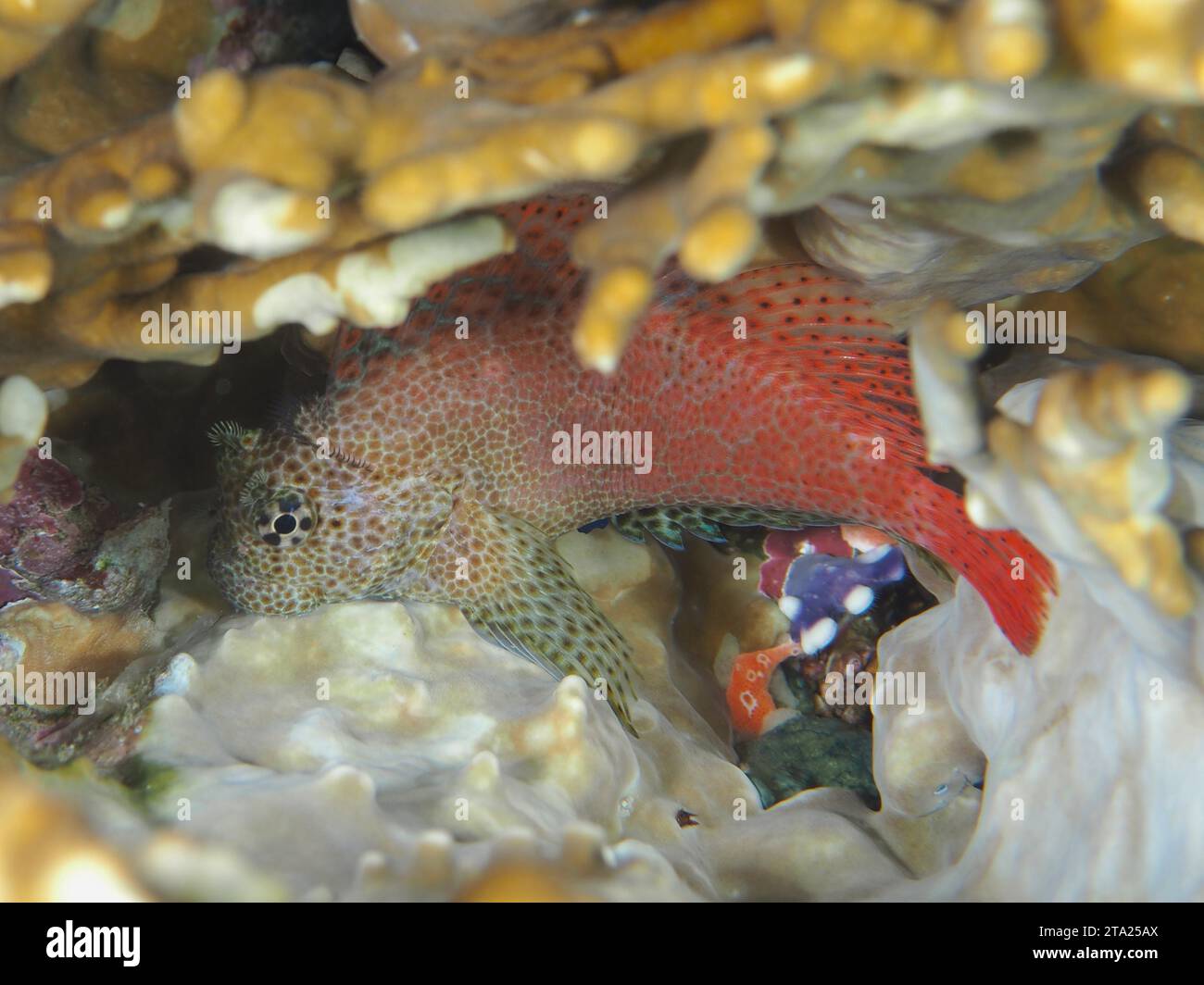 Leopard combtooth (Exallias brevis), bonefish, dive site House Reef ...