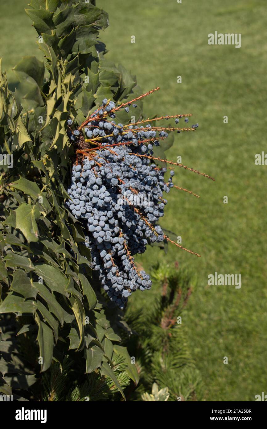 Fruit and nature hi-res stock photography and images - Alamy