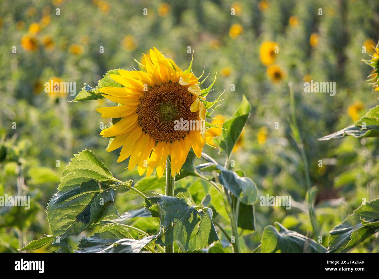 Sunflower field landscape, field of blooming sunflowers as natural ...