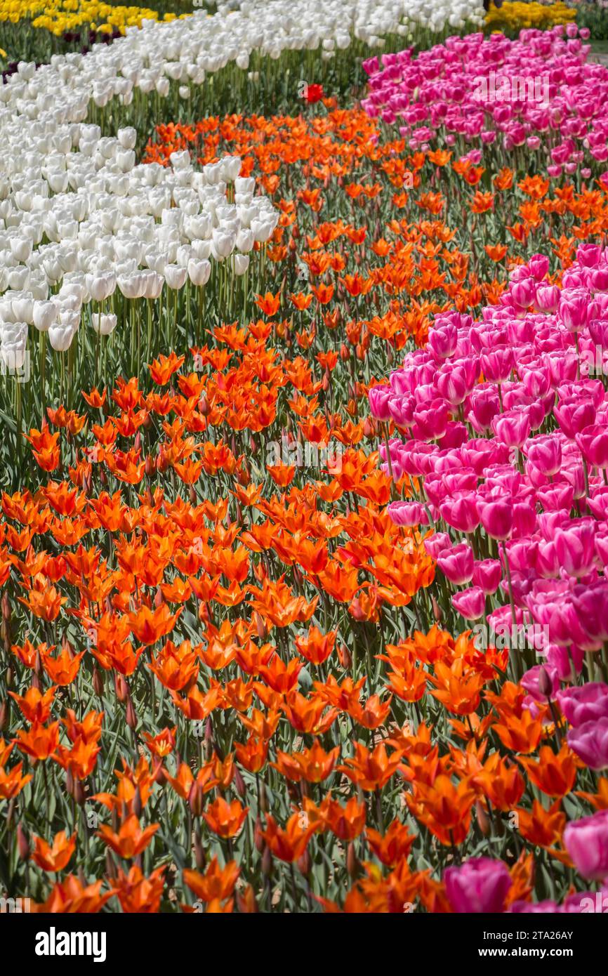 Orange color Tulips Bloom in Spring in garden Stock Photo - Alamy