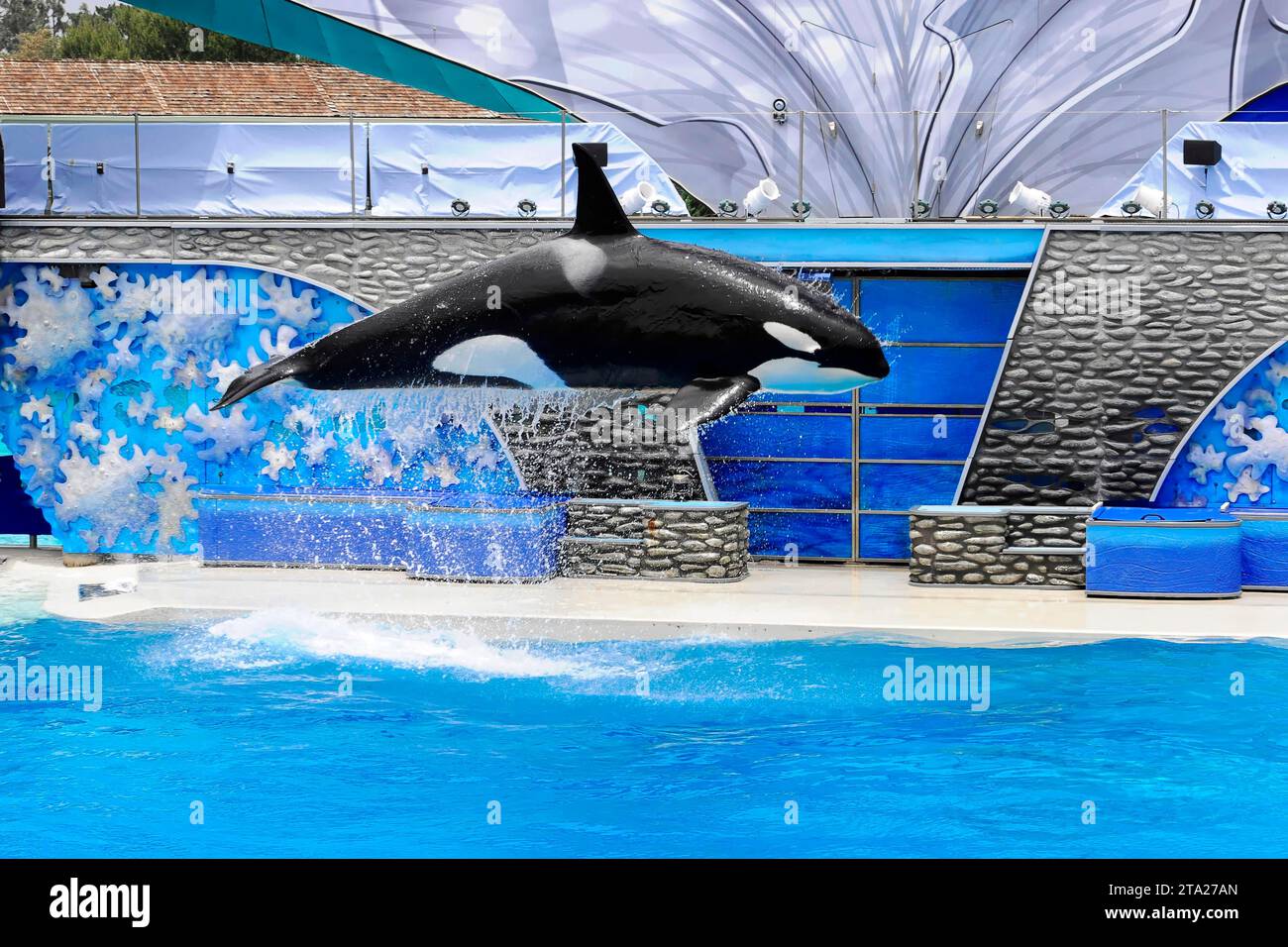 Dressed killer whale (Orcinus orca), Shamu Stadium, SeaWorld, San Diego ...