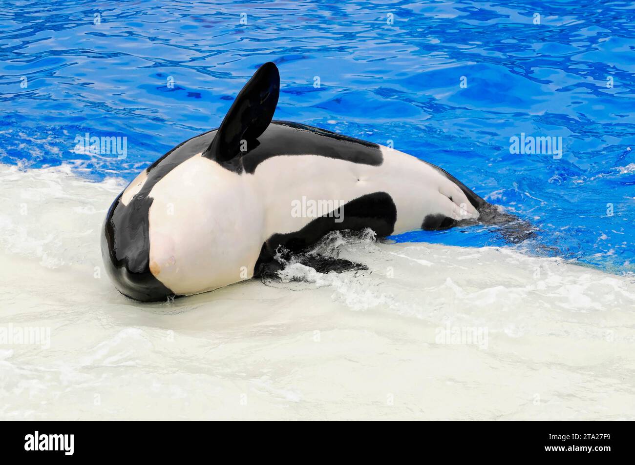 Killer whale seaworld hi-res stock photography and images - Alamy