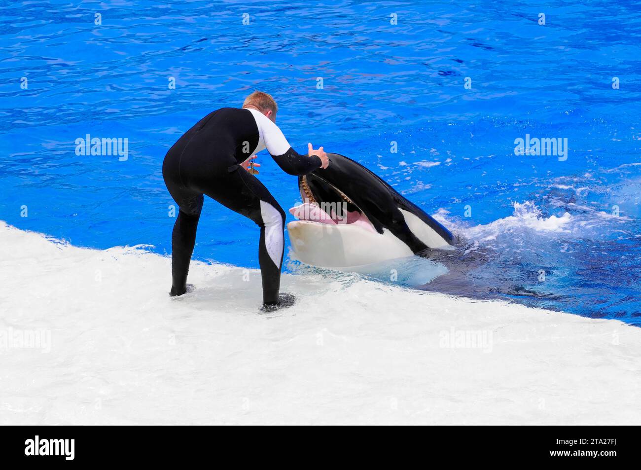 Dressed killer whale (Orcinus orca), Shamu Stadium, SeaWorld, San Diego ...