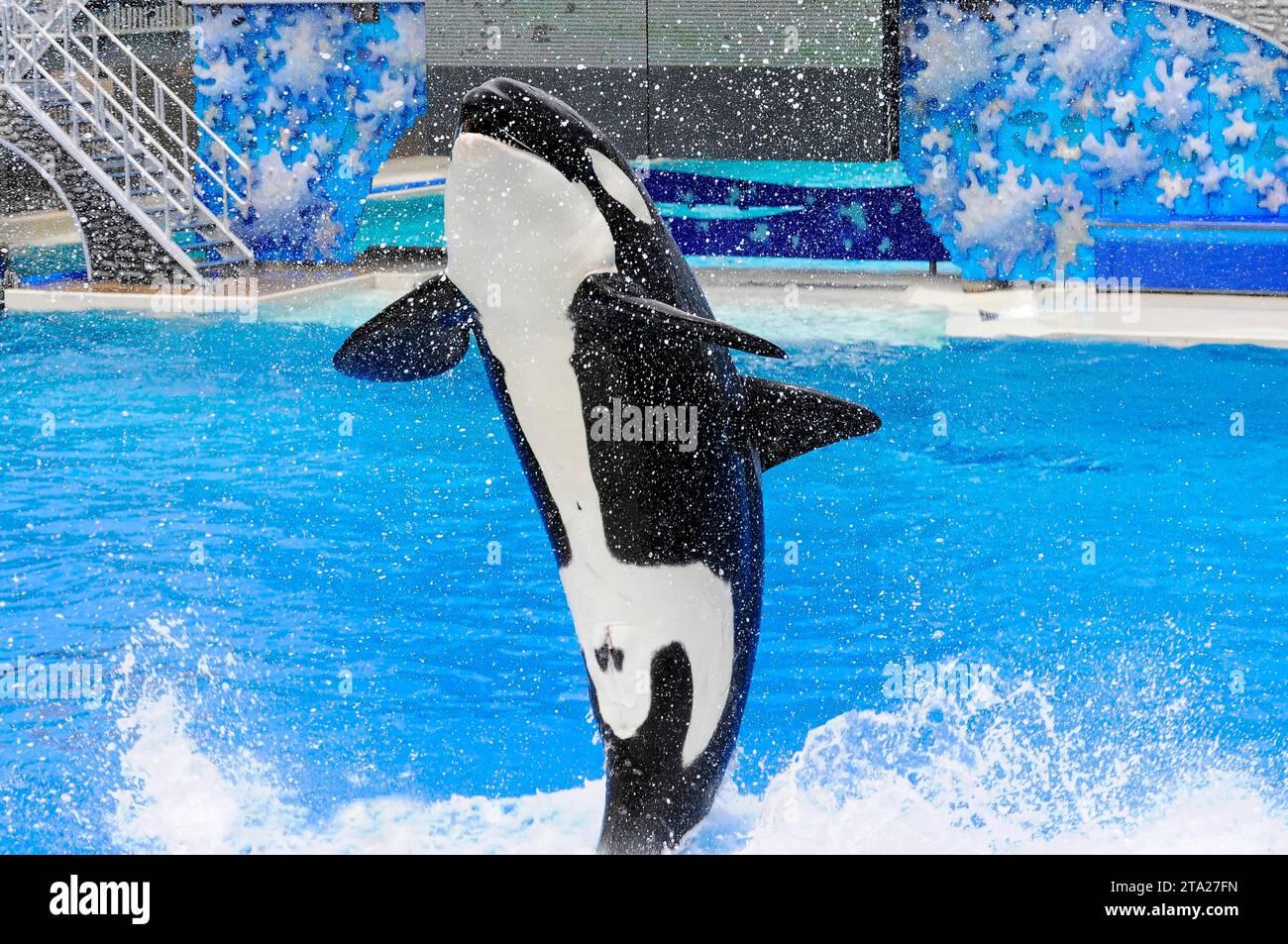 Dressed killer whale (Orcinus orca), Shamu Stadium, SeaWorld, San Diego ...