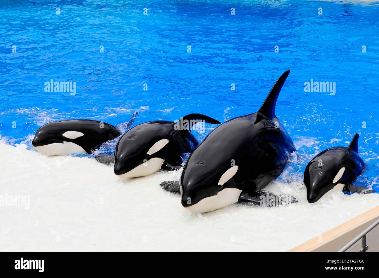 Dressed killer whales (Orcinus orca), Shamu Stadium, SeaWorld, San ...
