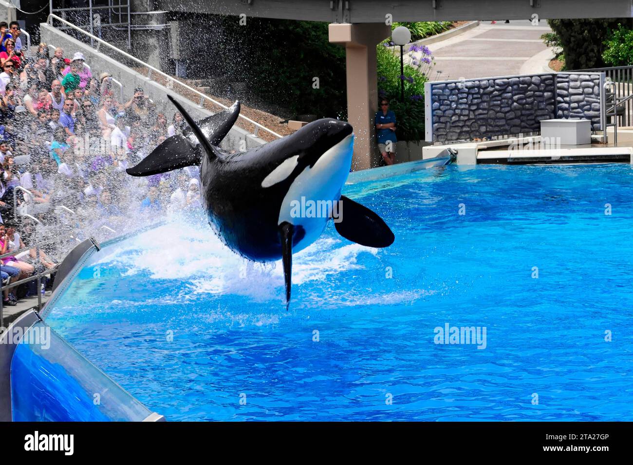 Dressed killer whale (Orcinus orca), Shamu Stadium, SeaWorld, San Diego ...