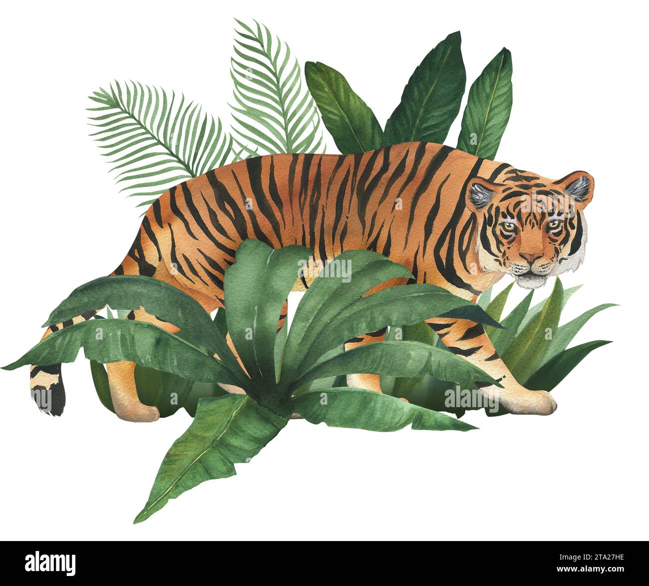 Watercolor illustration of tiger in the bushes of tropical plants. Hand ...