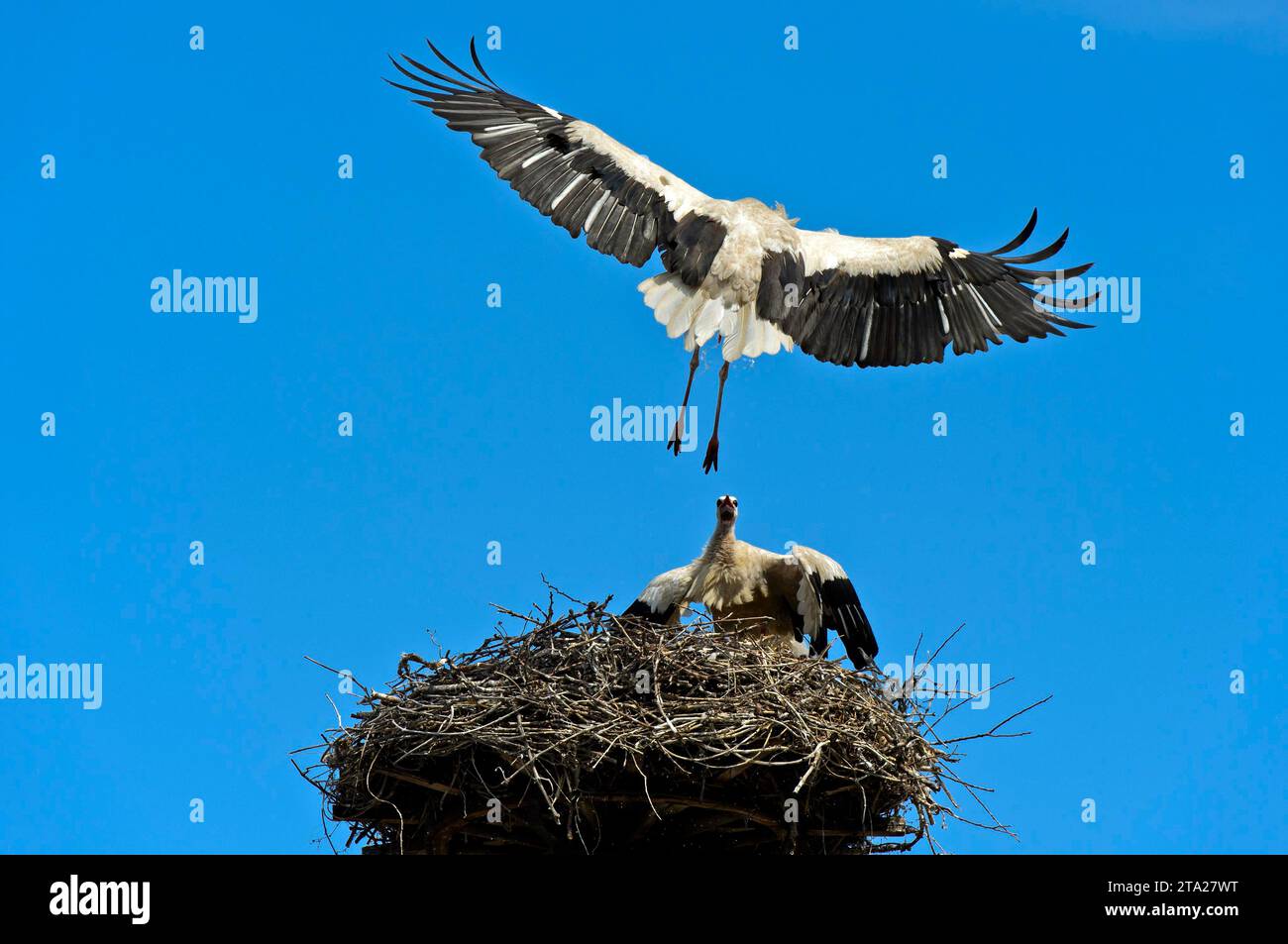White storks (Ciconia ciconia) caring for their brood, adult bird lands ...