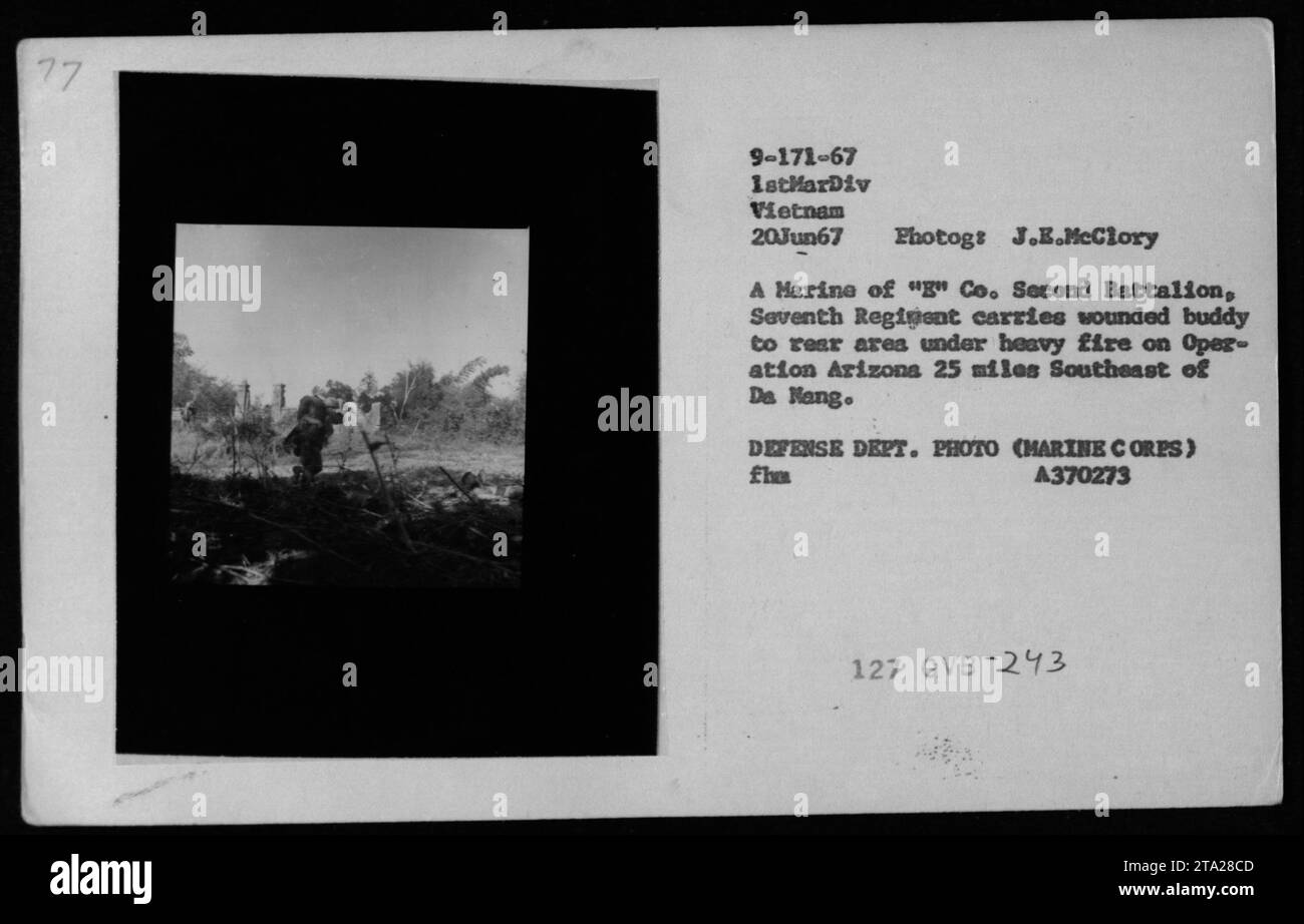 Marine carrying wounded comrade to rear area on Operation Arizona. The ...