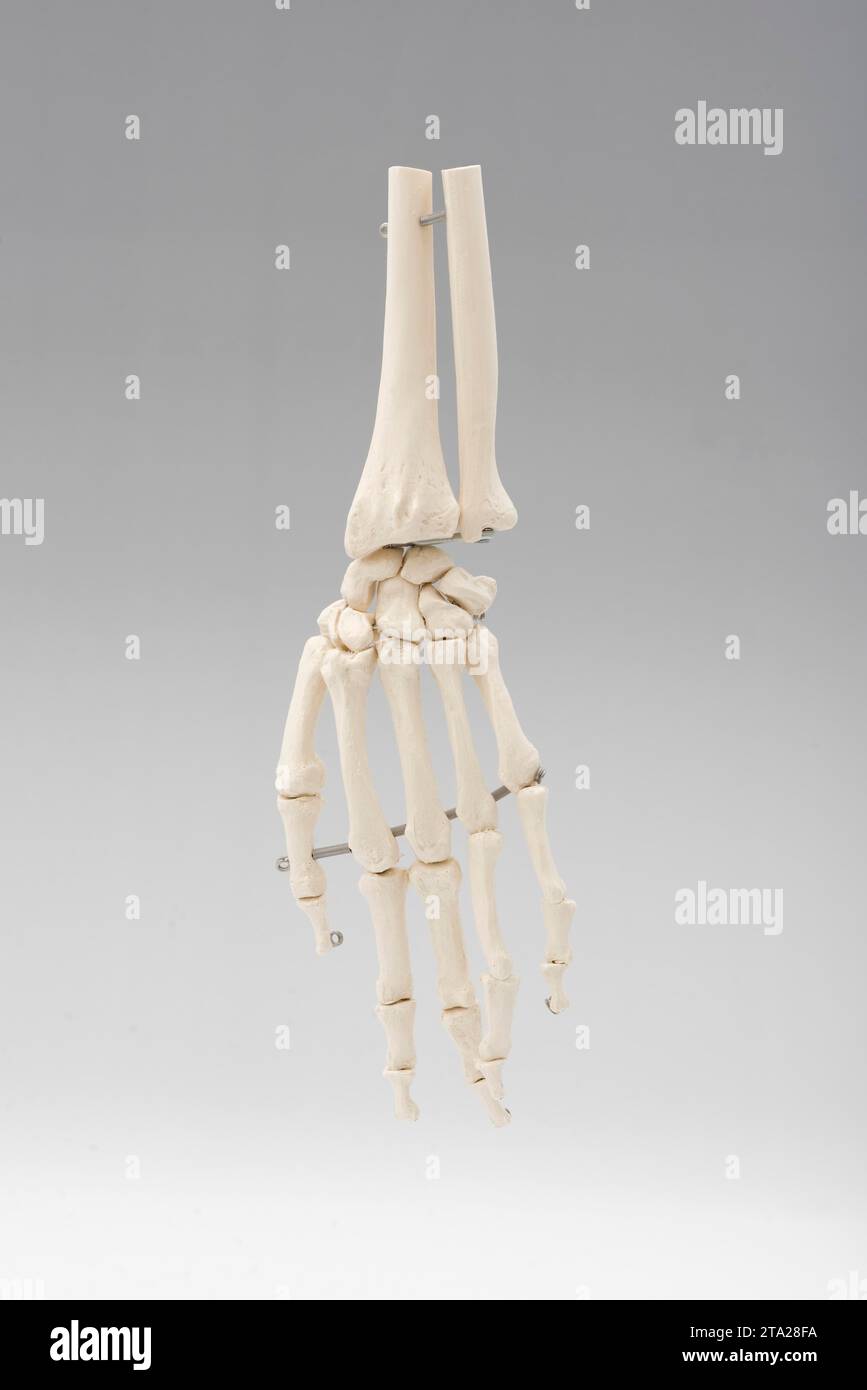 Hand anatomy photo hi-res stock photography and images - Alamy