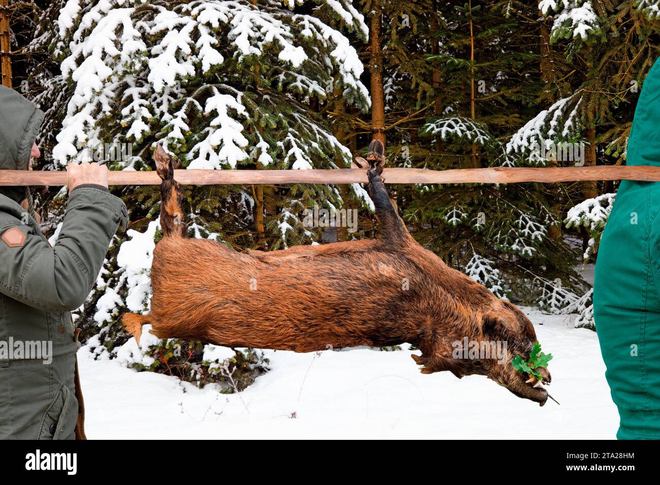 Boar hunt hi-res stock photography and images - Alamy