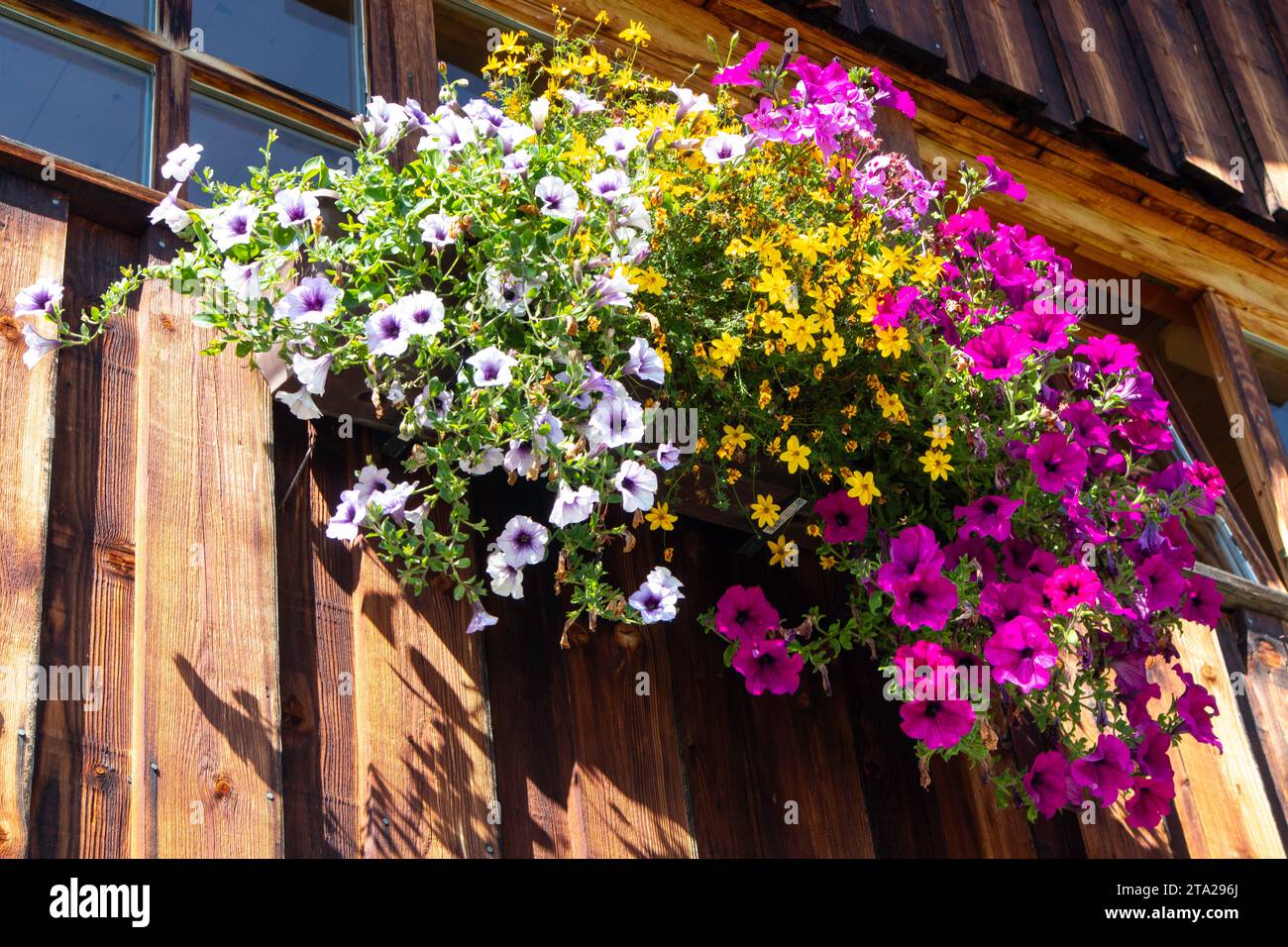 Window box in full colour Stock Photo - Alamy