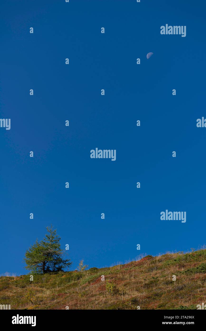 Waning moon, spruce, mountain ridge, alpine vegetation at 2, 000 metres ...