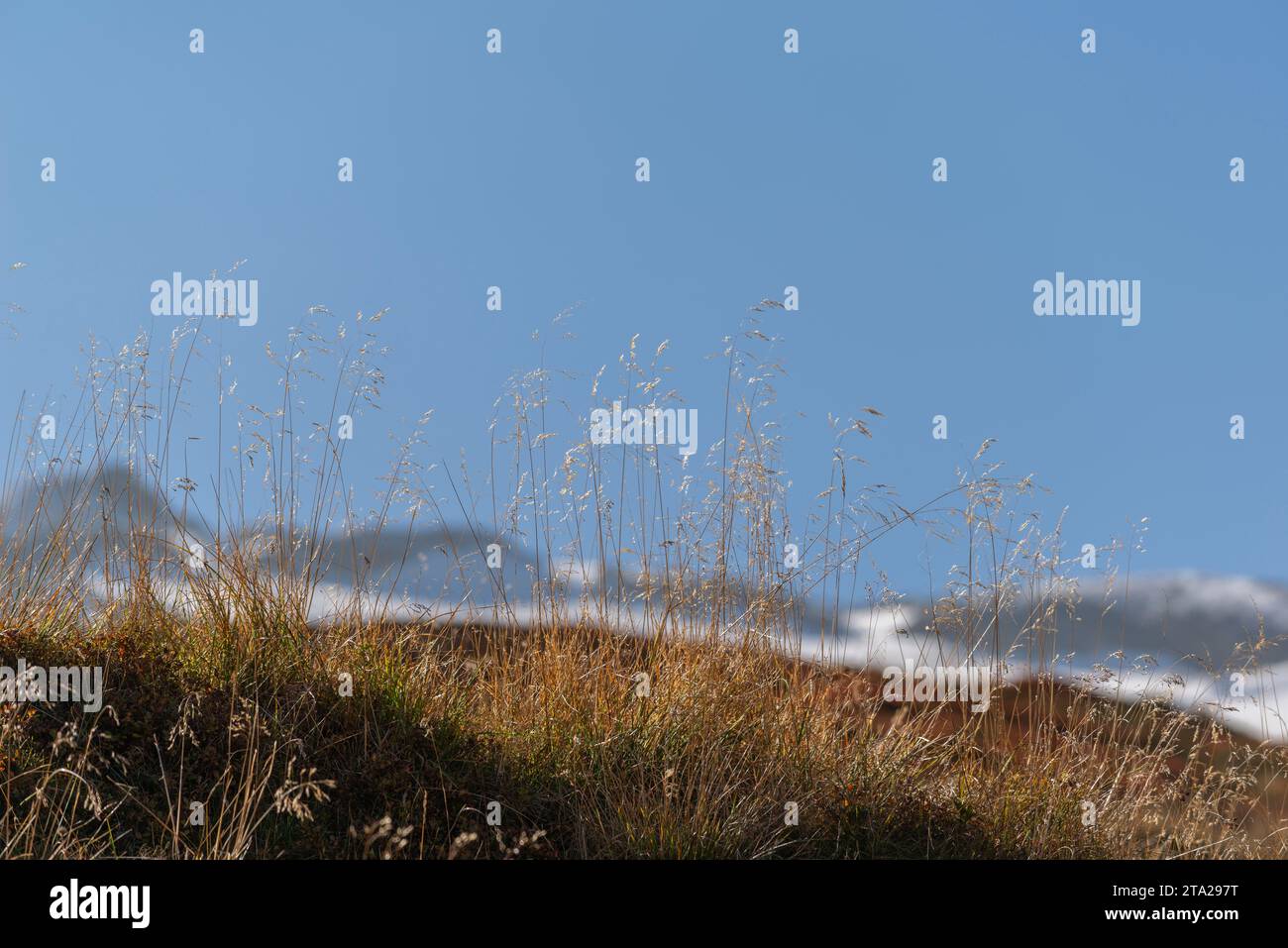 Grasses backlit against blue sky, mountain range, alpine vegetation at ...