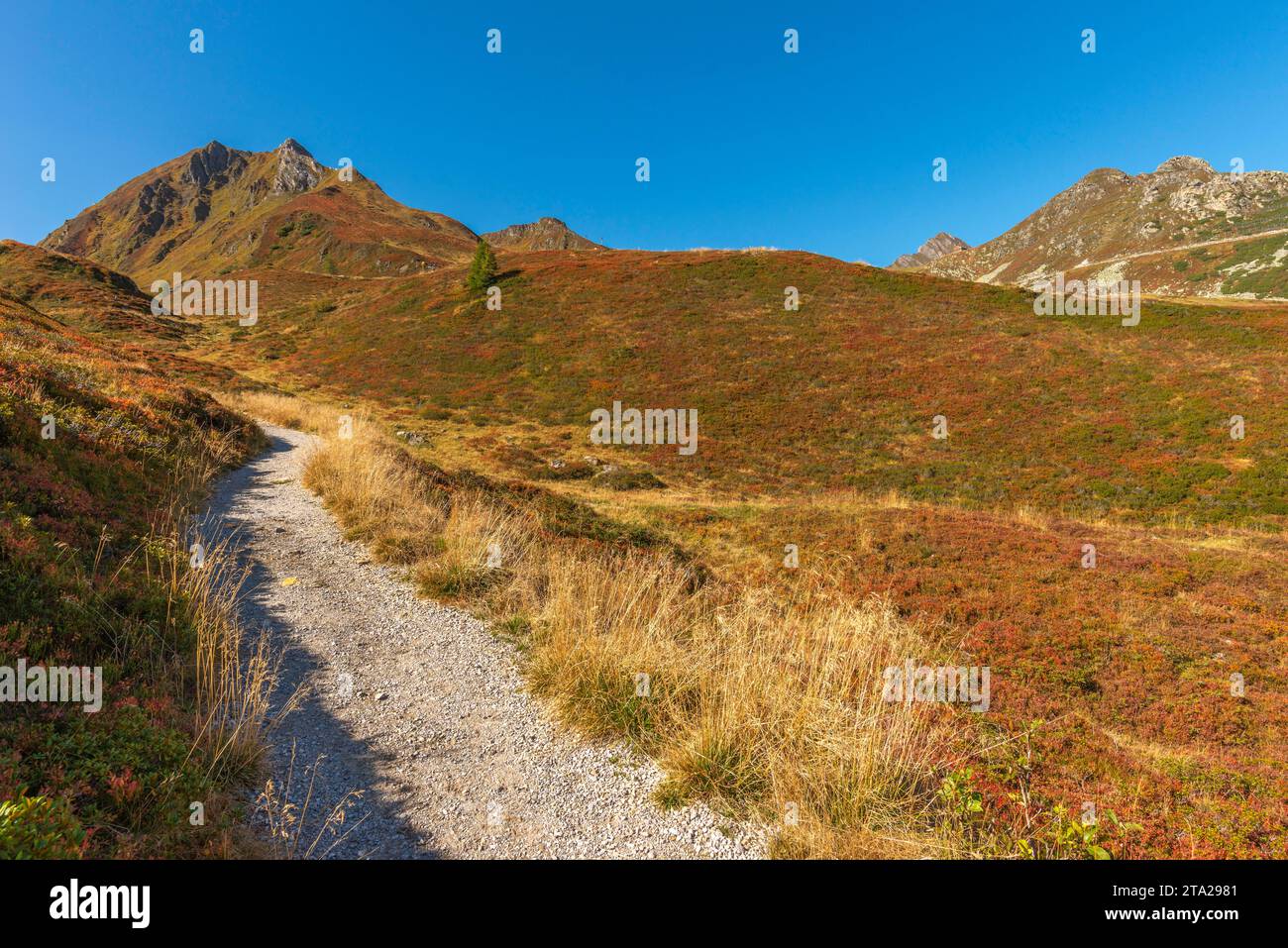 Autumnal red-coloured alpine bearberry (Arctostaphylos alpinus ...