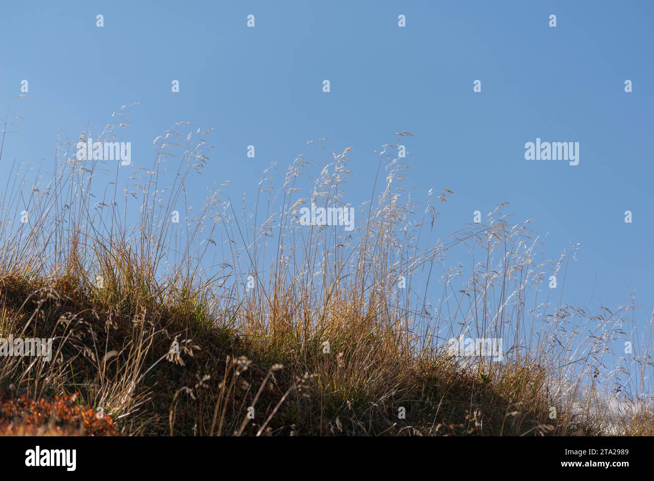 Grasses backlit against blue sky, alpine vegetation at 2, 000 metres ...