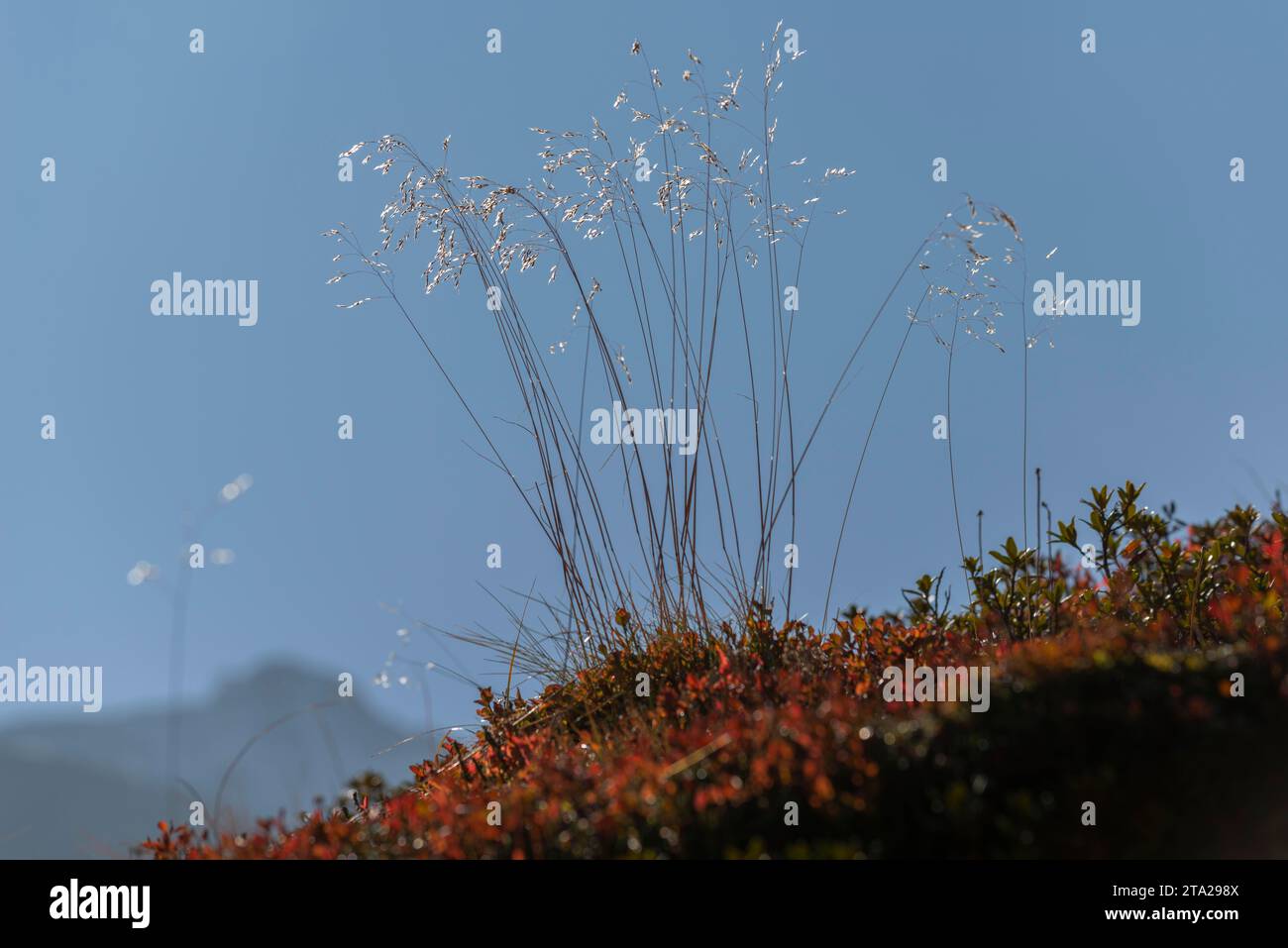 Grasses and alpine bearberry (Arctostaphylos alpinus) against the light ...