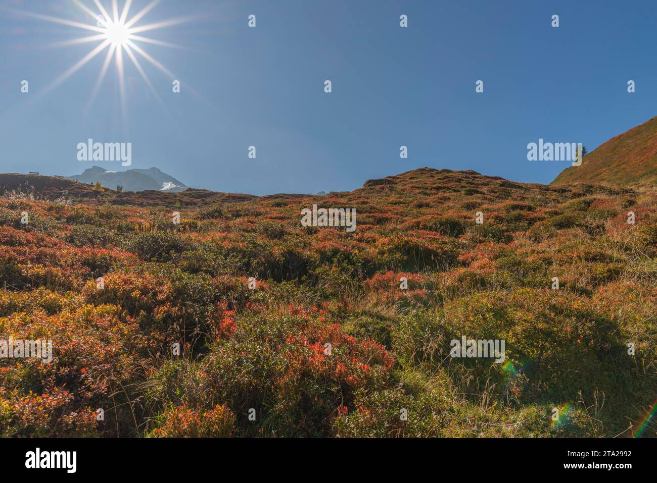 Autumnal red-coloured alpine bearberry (Arctostaphylos alpinus ...