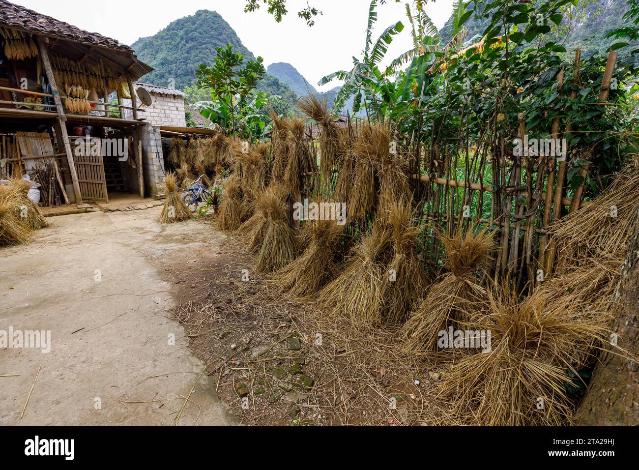 Farmhouse with rice field in the Bac Son Valley Vietnam Stock Photo - Alamy