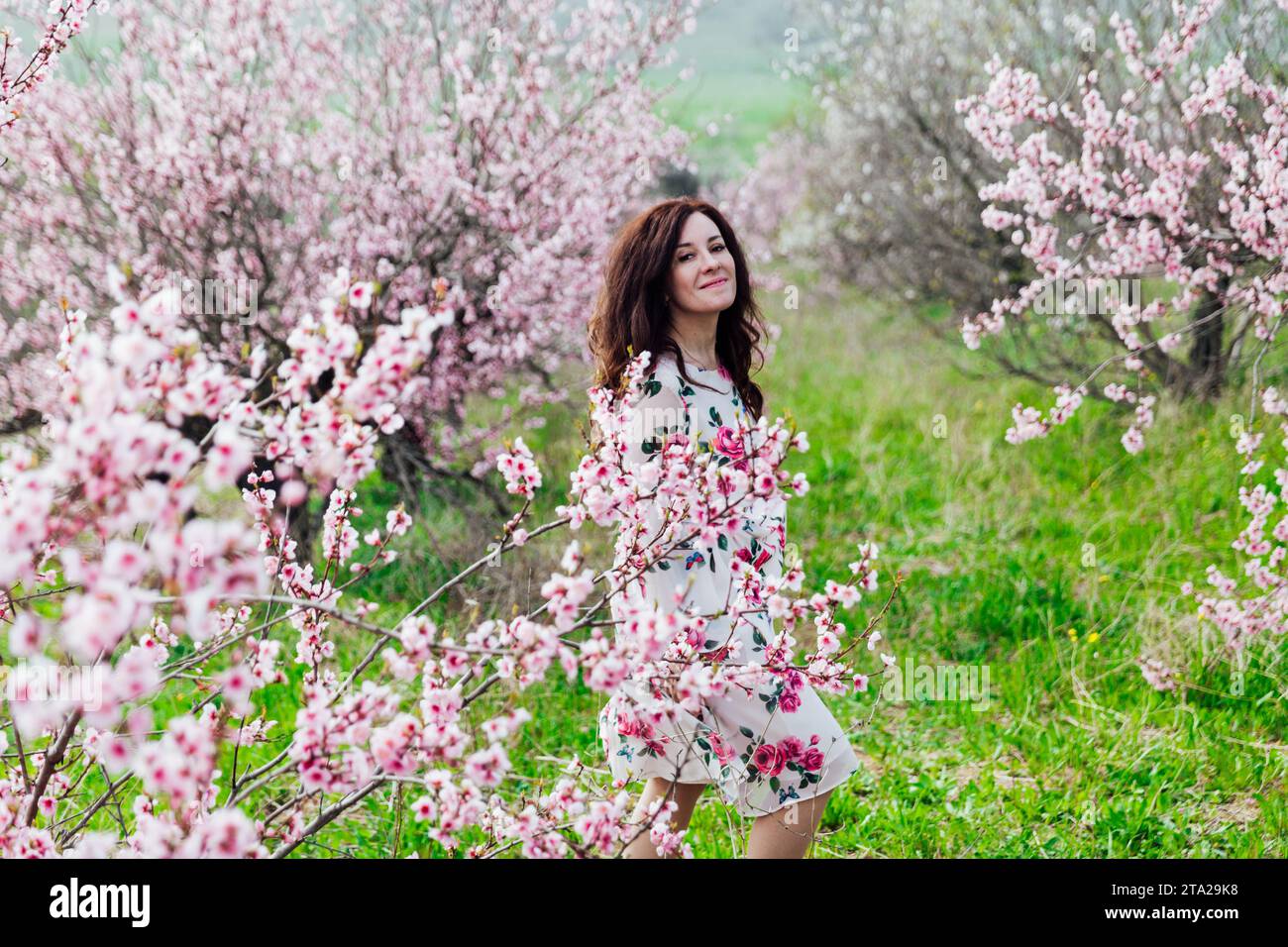 spring nature travel walk beautiful woman brunette in flowering trees ...
