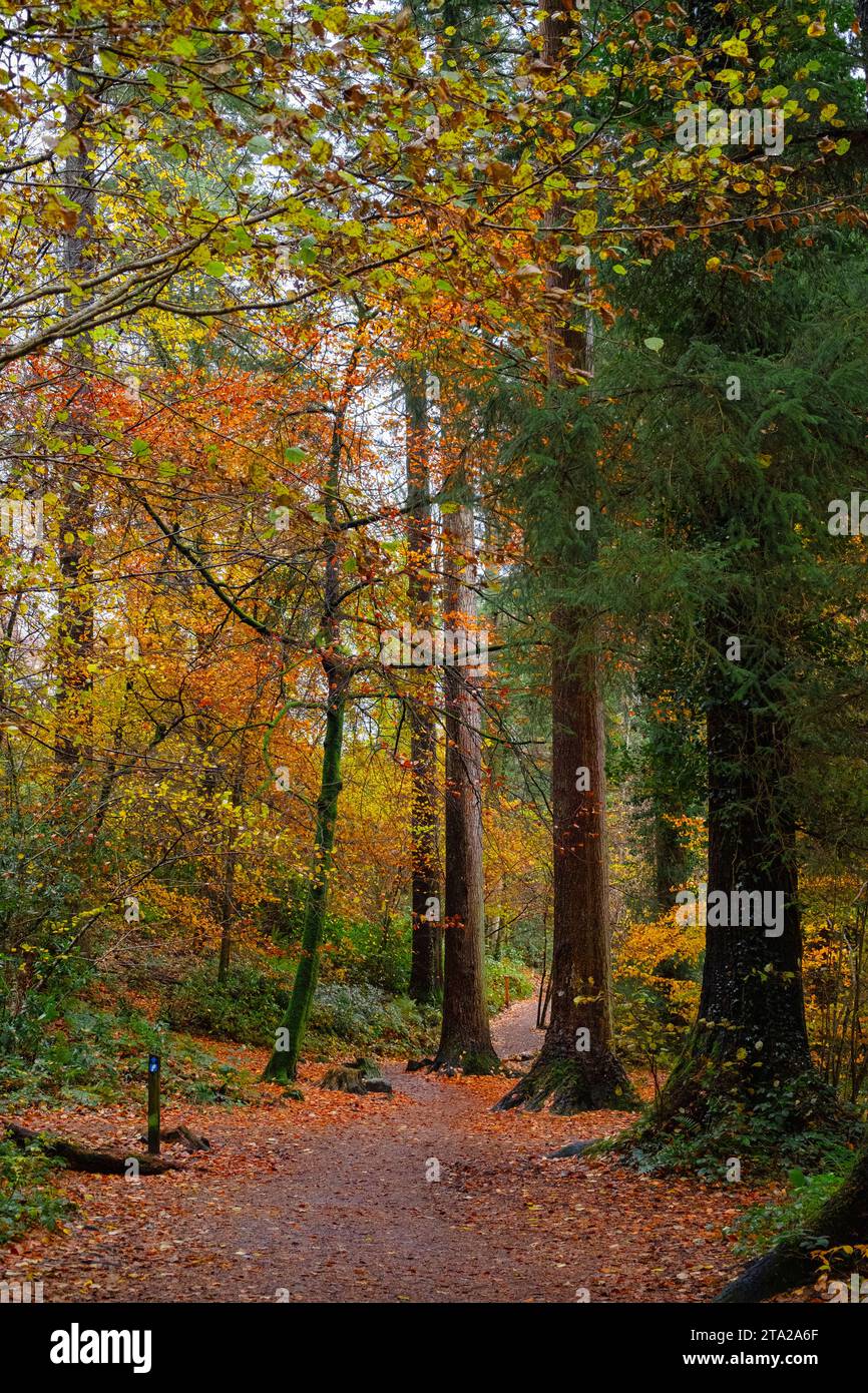 Coed Tan Dinas Walk. Footpath through the Gwydir Forest Park woods in ...