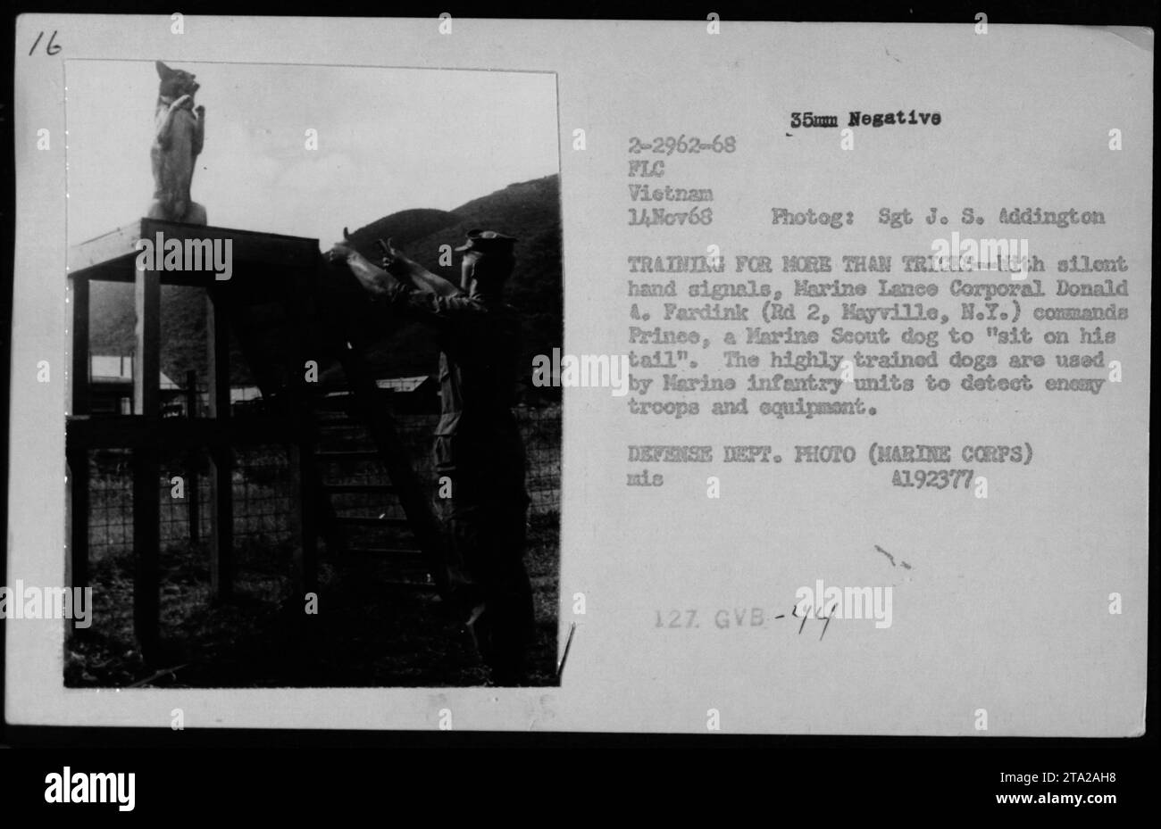 Lance Corporal Donald G. Fardink trained his scout dog Prince to sit on ...