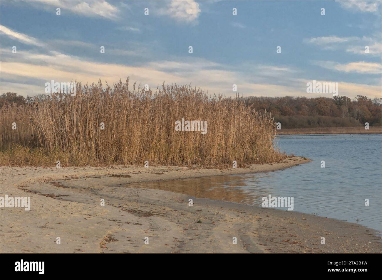 The curve of a sandy beach with reeds standing tall on the shore Stock ...
