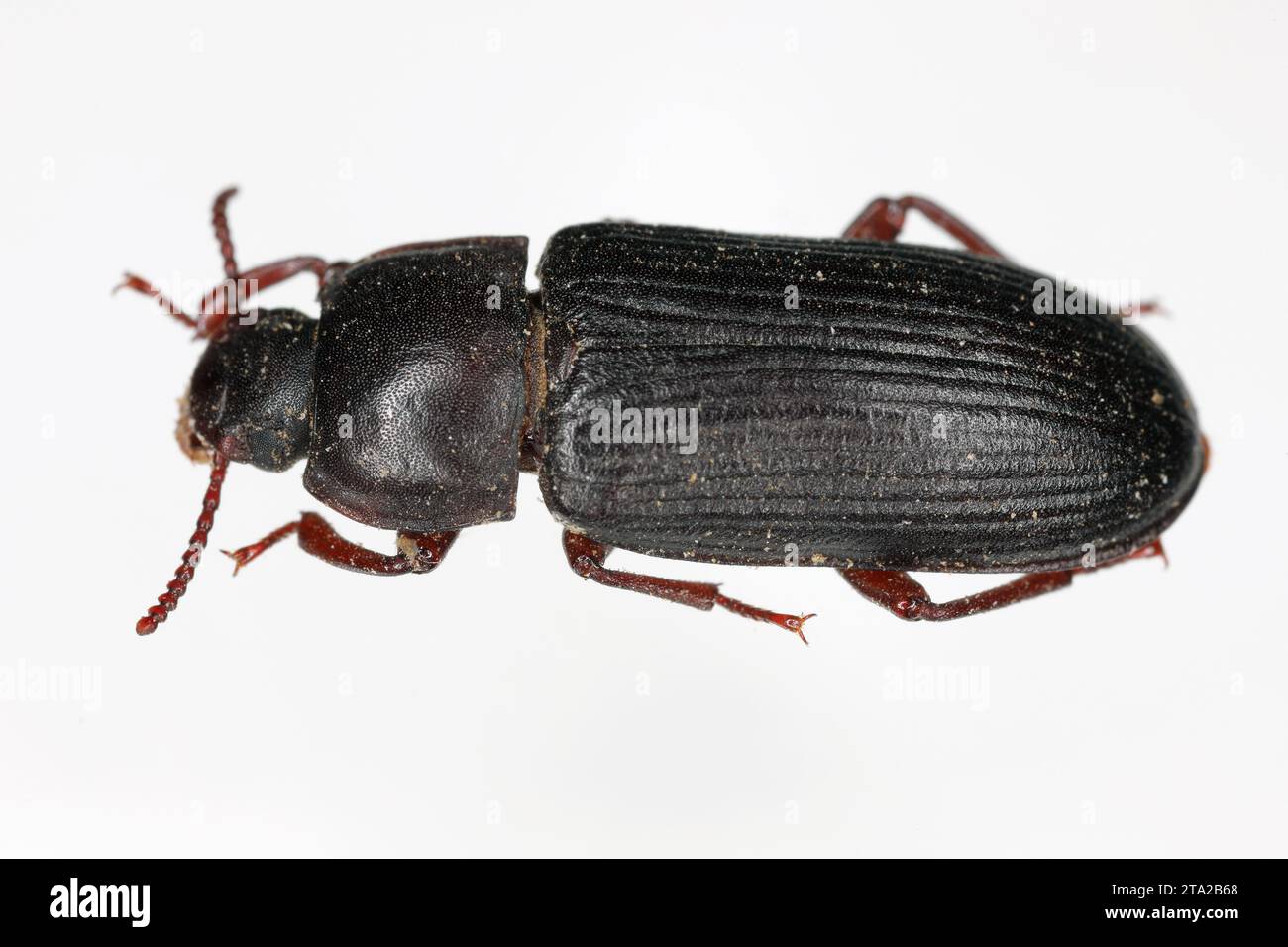 Mealworm Beetle on white Background - Tenebrio molitor Stock Photo - Alamy