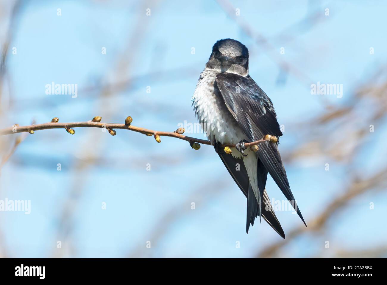 Purple martin in spring Stock Photo - Alamy