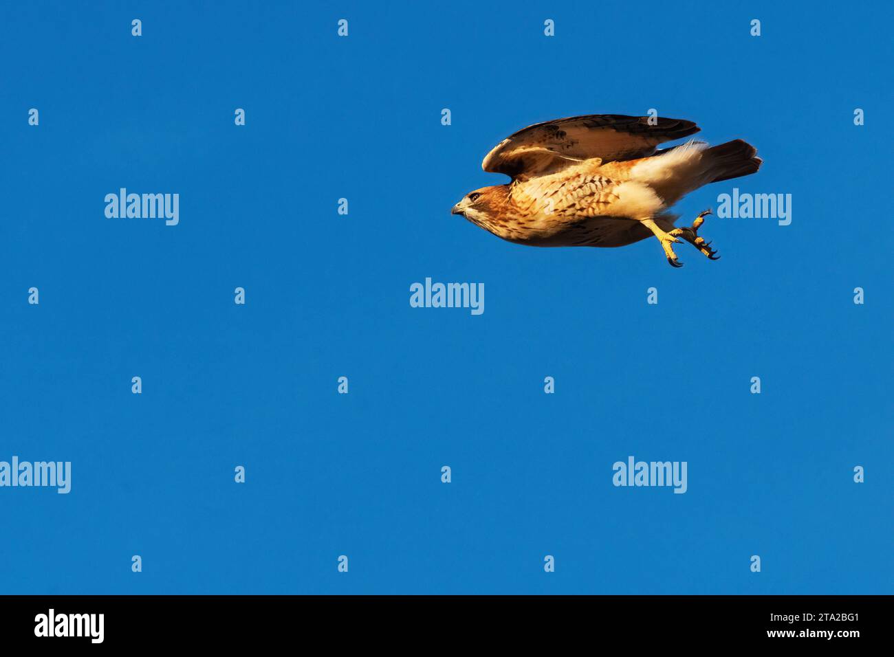 red-tailed hawk flight Stock Photo - Alamy