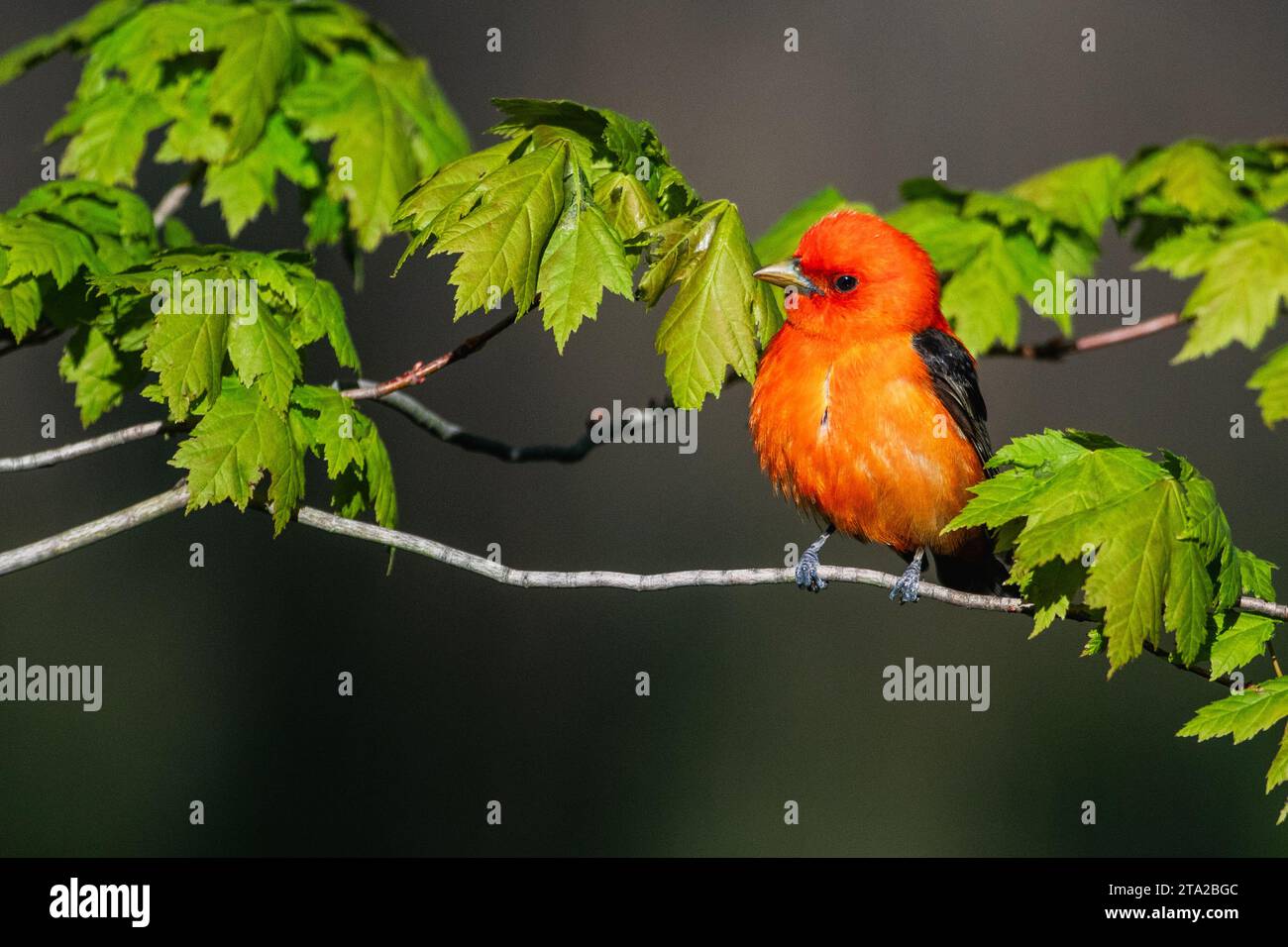 Scarlet tanager during spring migration Stock Photo - Alamy