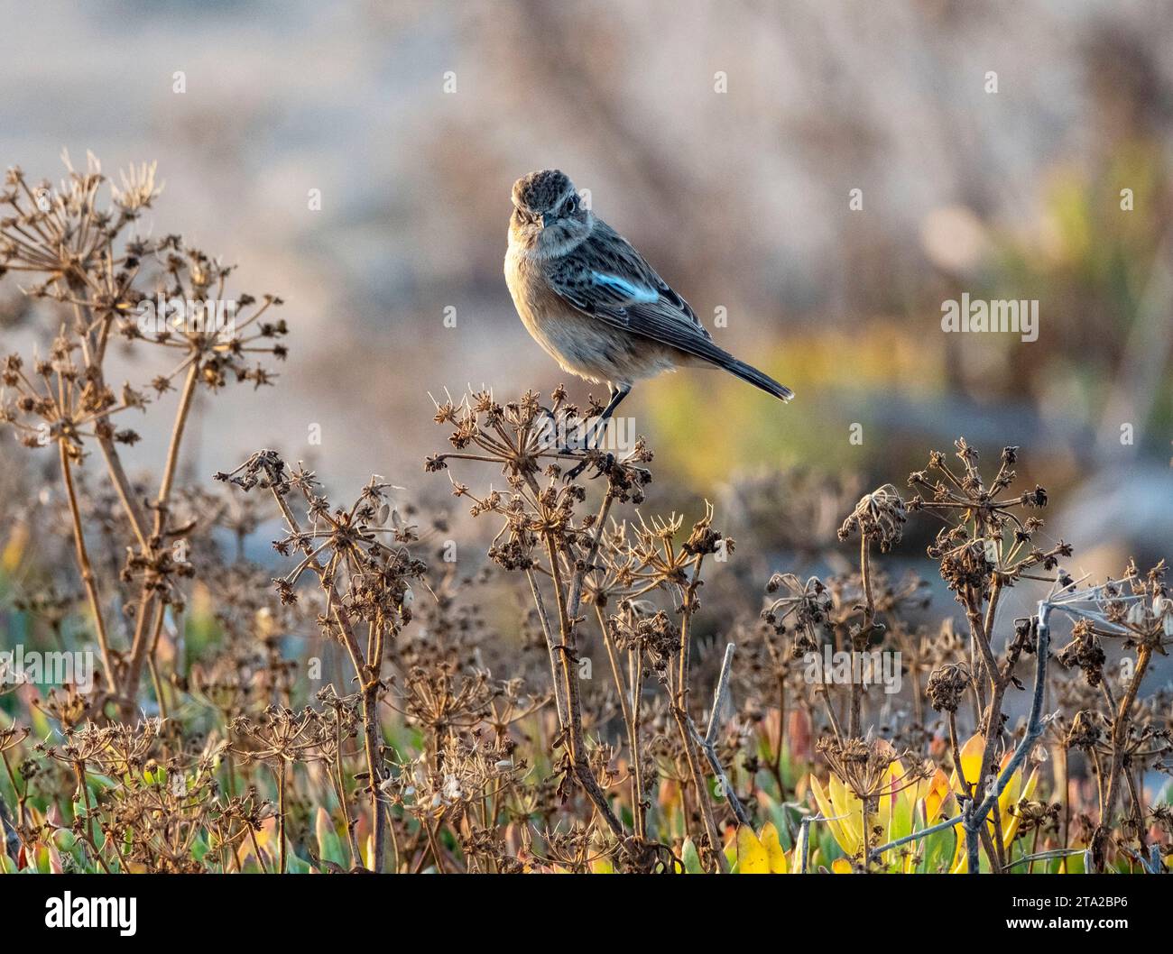 Female eurasian stonechat hi-res stock photography and images - Alamy