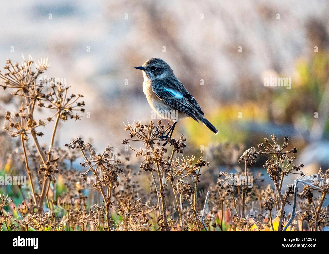 Female eurasian stonechat hi-res stock photography and images - Alamy