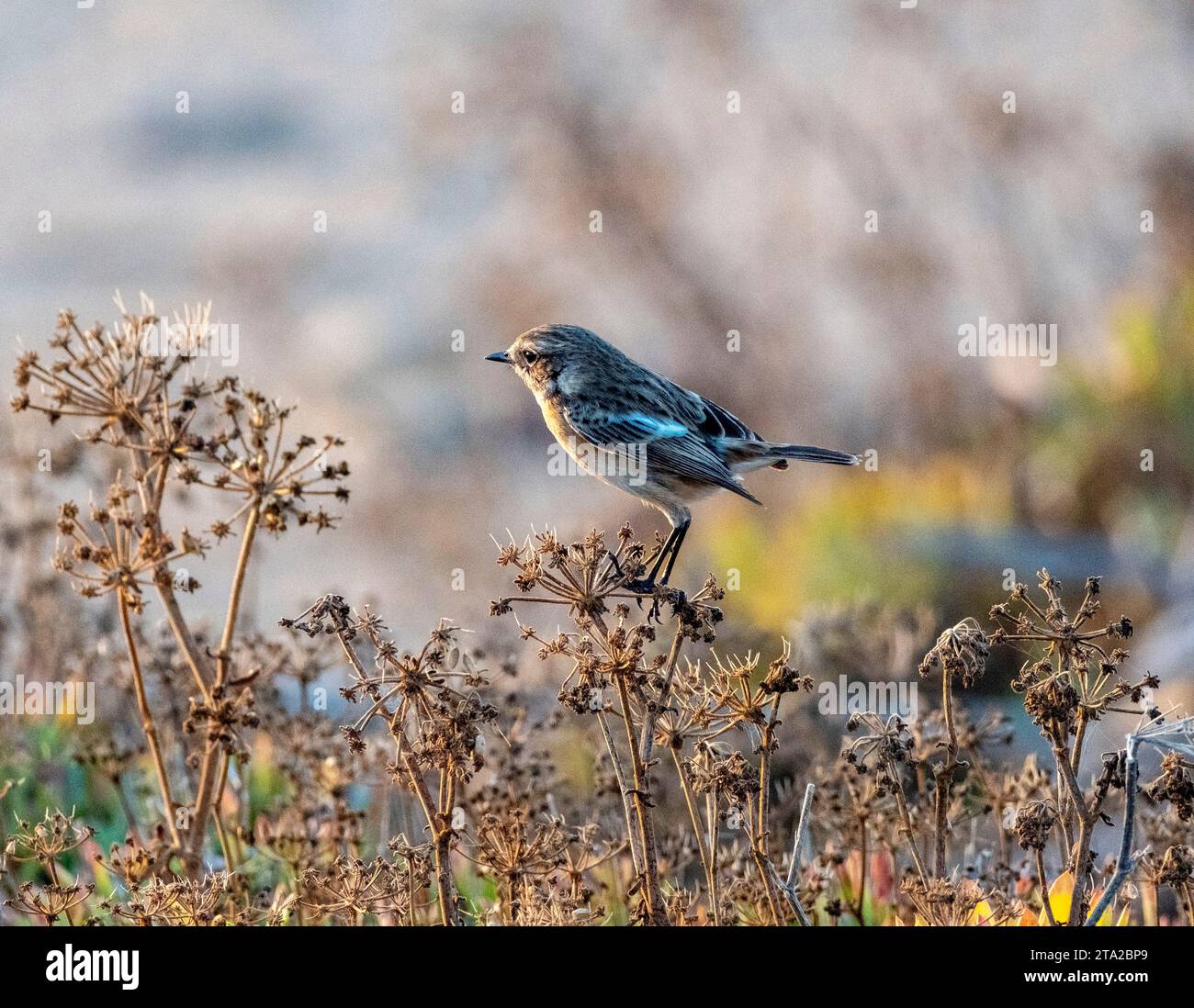 Female eurasian stonechat hi-res stock photography and images - Alamy