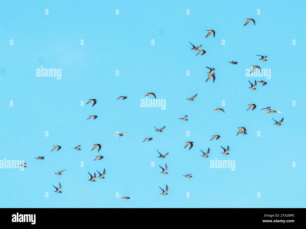 A flock of European Golden Plover (Pluvialis apricaria) in flight at ...