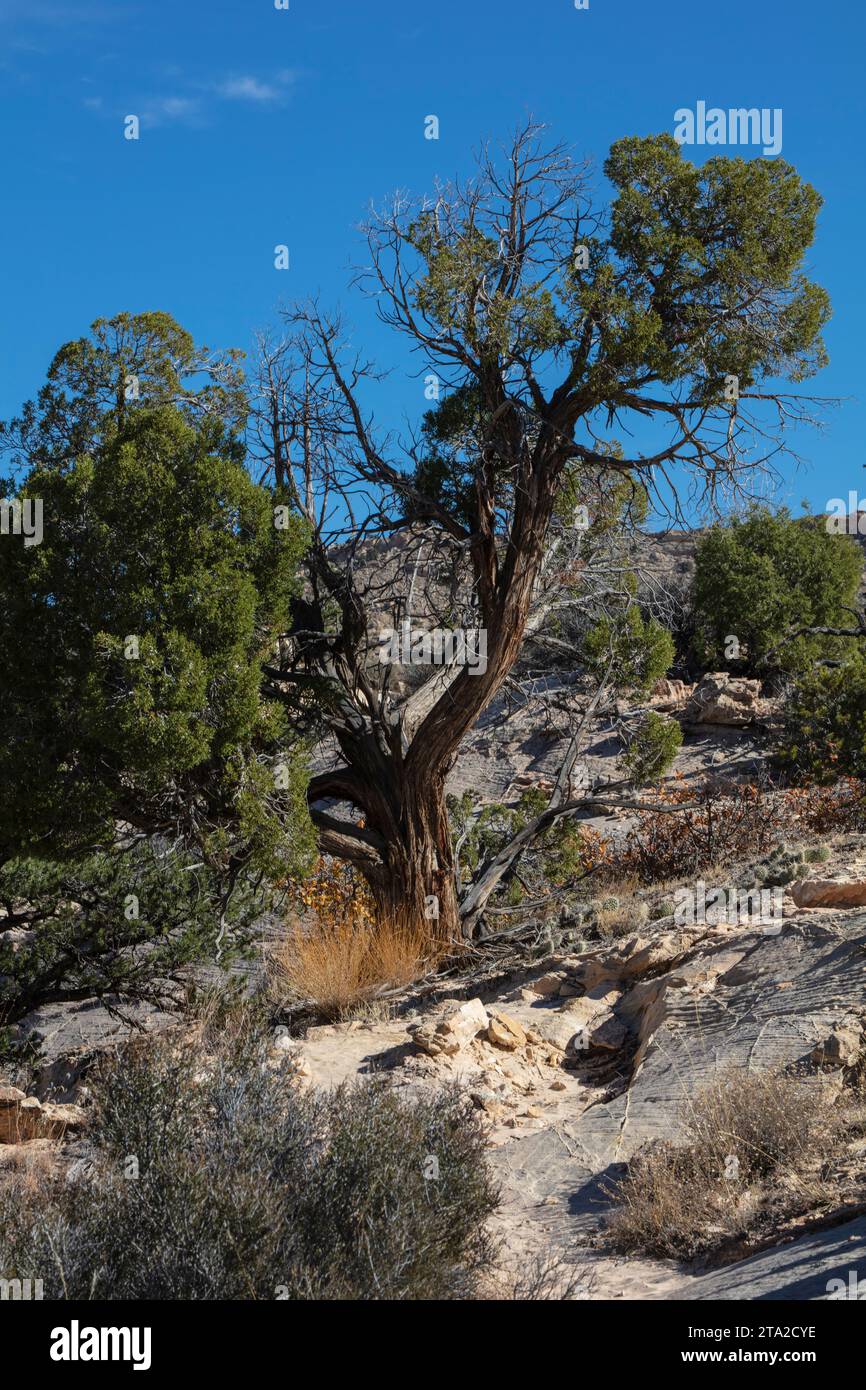 Classic American Landscapes: East Kaibab Monocline: a scenic area of ...