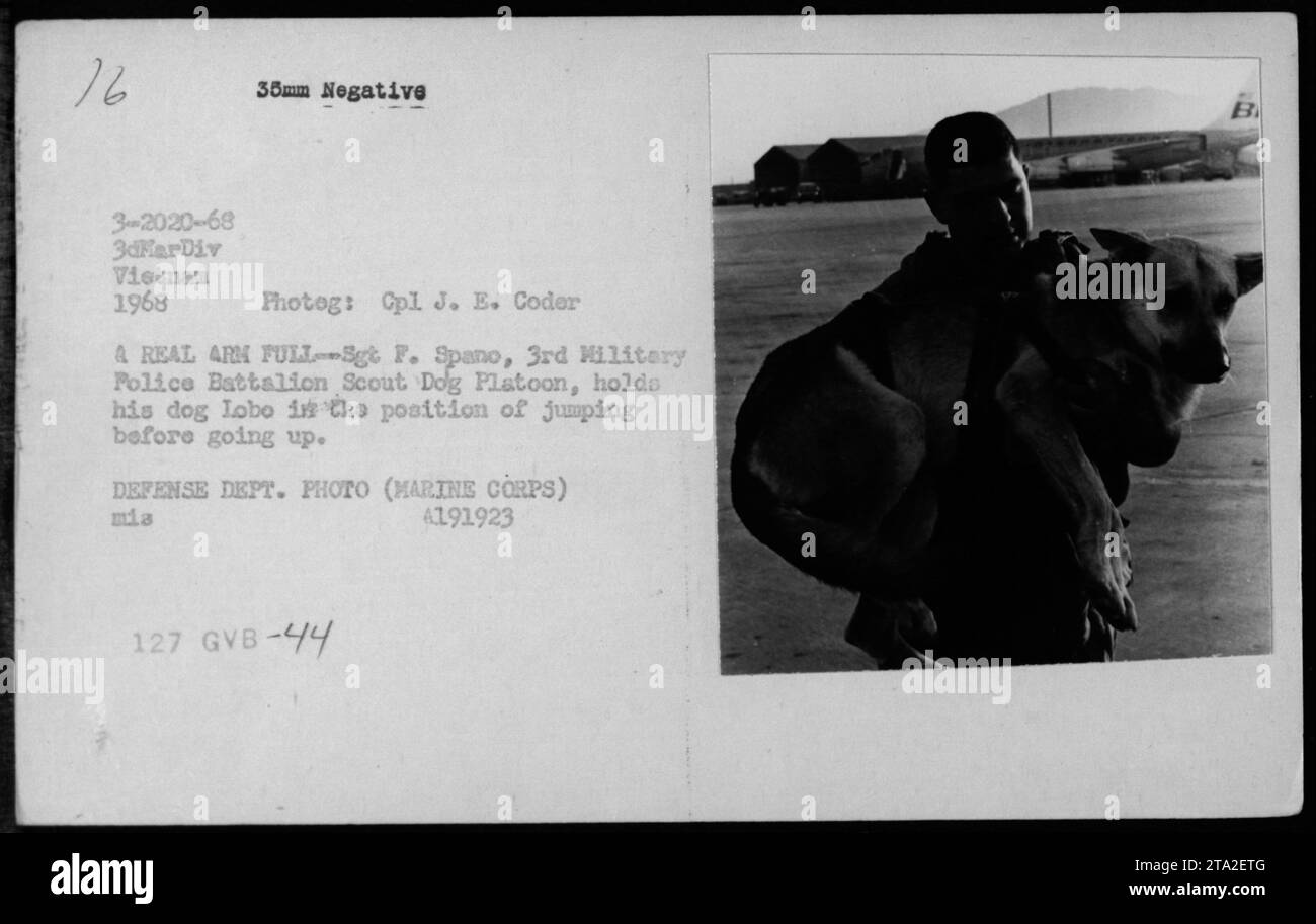 Scout dog platoon activities hi-res stock photography and images - Alamy