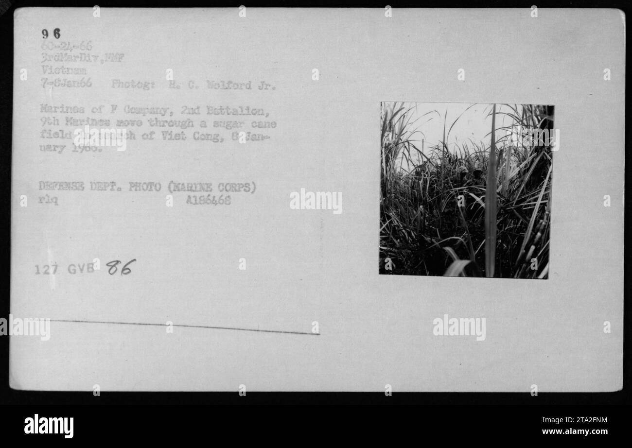 Marines from P Company, 2nd Battalion, 9th Marines navigate a sugar ...