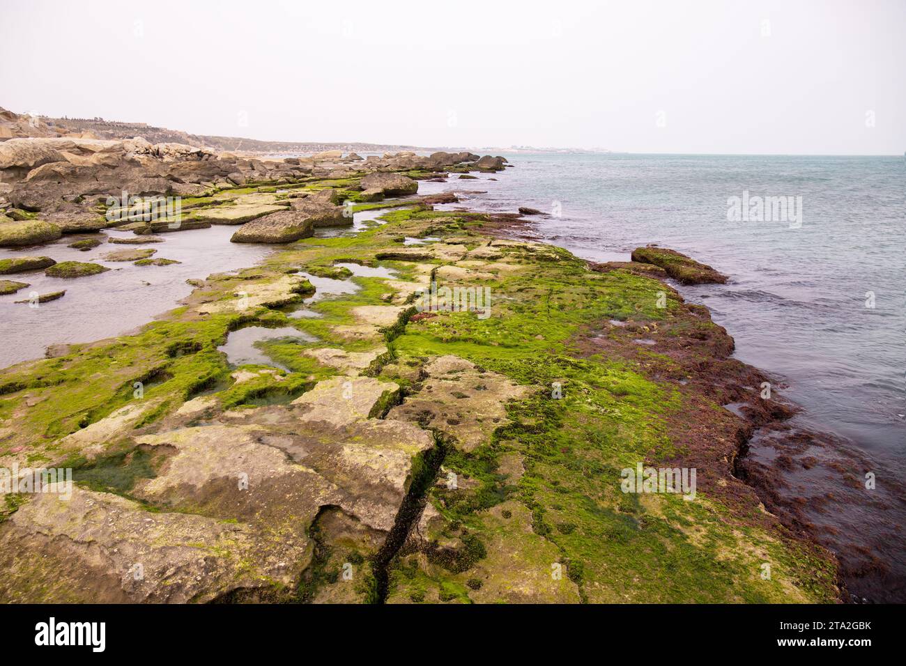 Beautiful green and red algae on the rocks of the Caspian Sea Stock ...