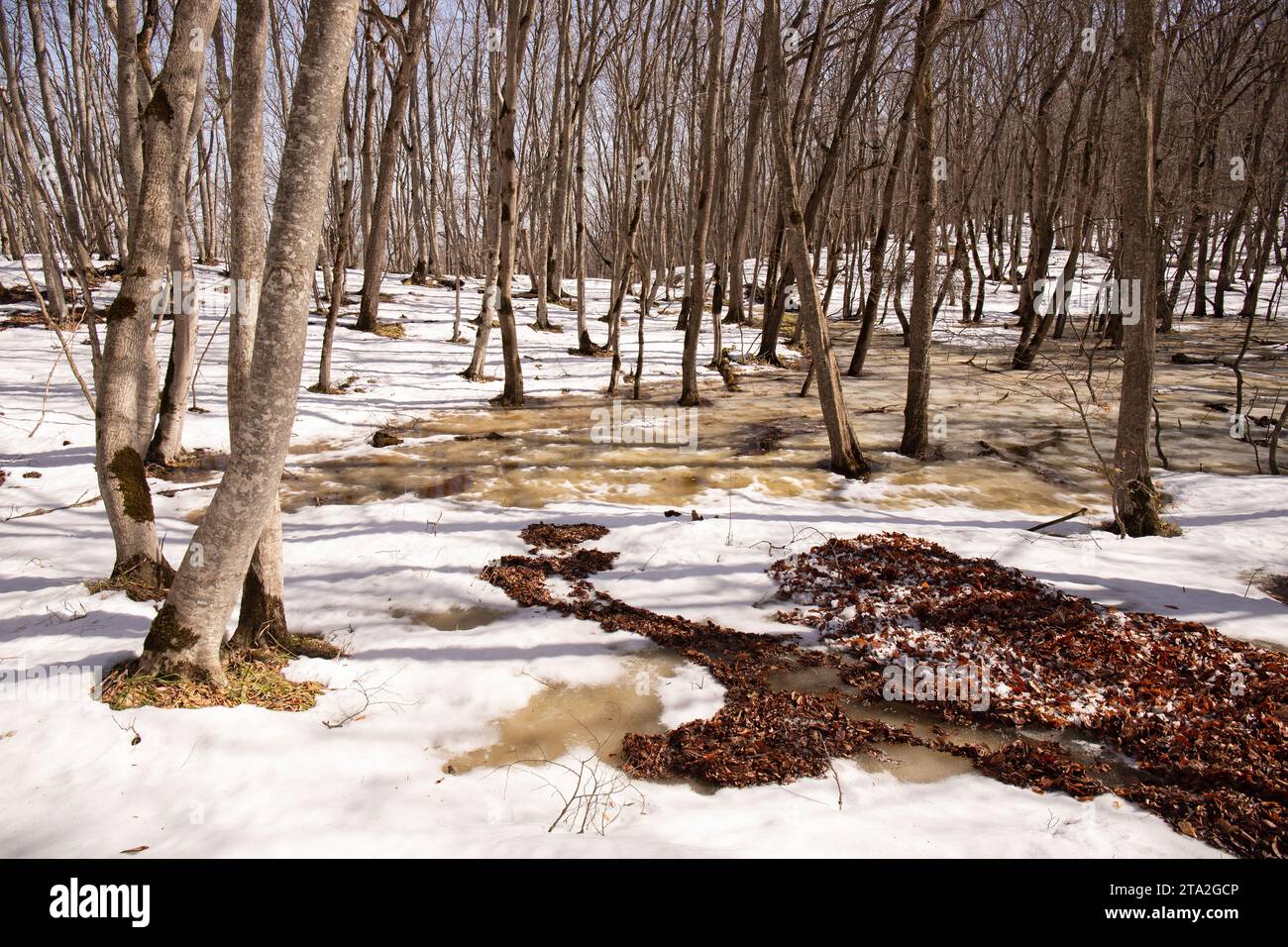 Lakes in a beautiful winter forest. Khyzy region. Azerbaijan Stock ...