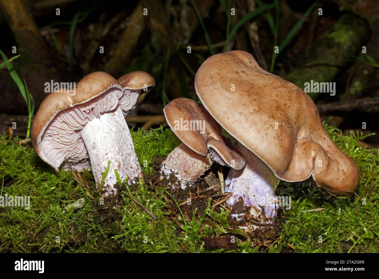 Lepista personata (field blewit) is an edible fungus found growing in ...