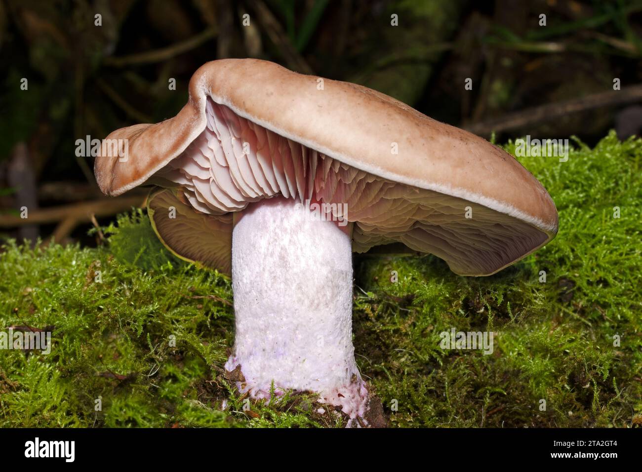 Lepista personata (field blewit) is an edible fungus found growing in ...