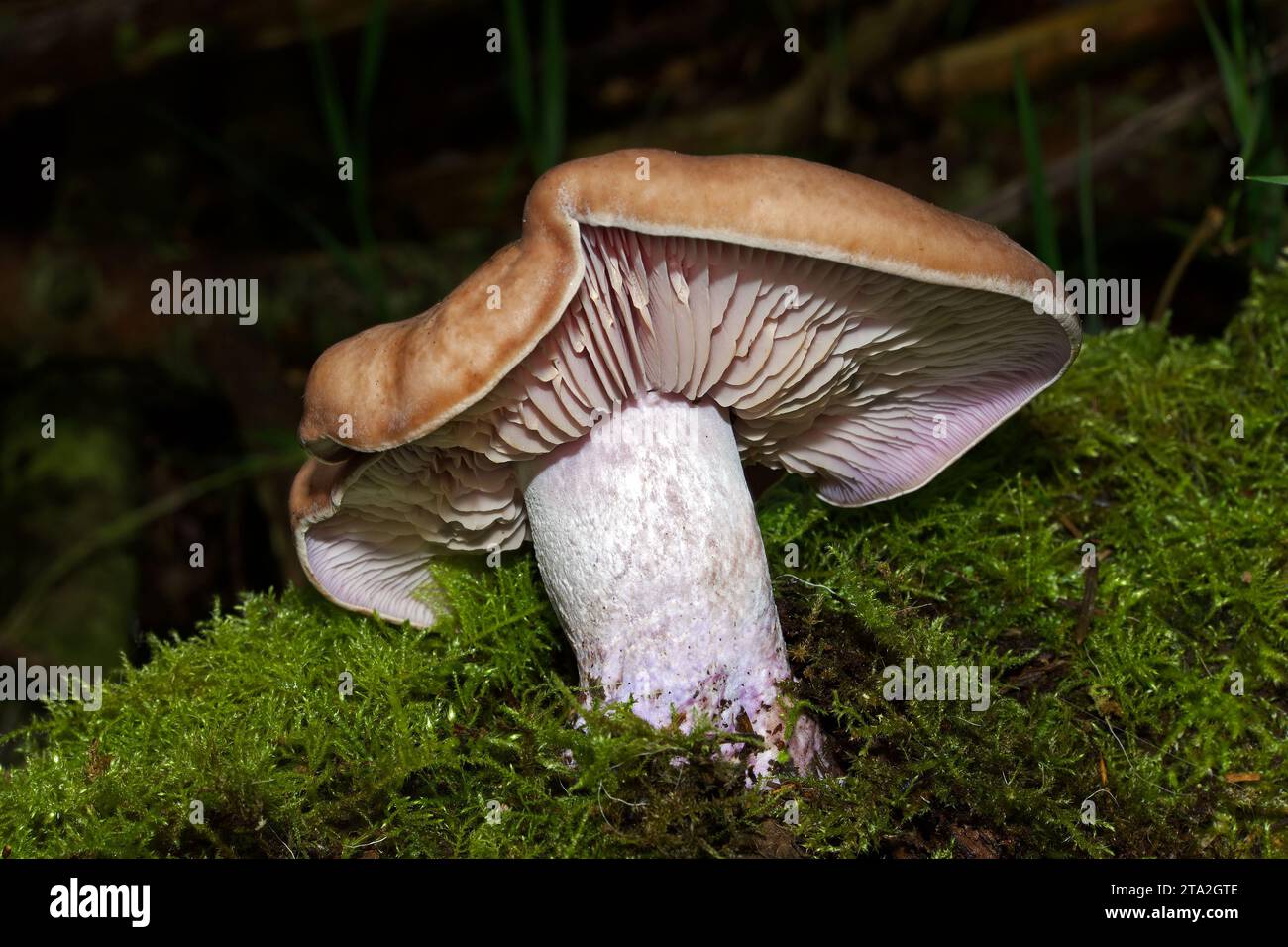 Lepista personata (field blewit) is an edible fungus found growing in ...
