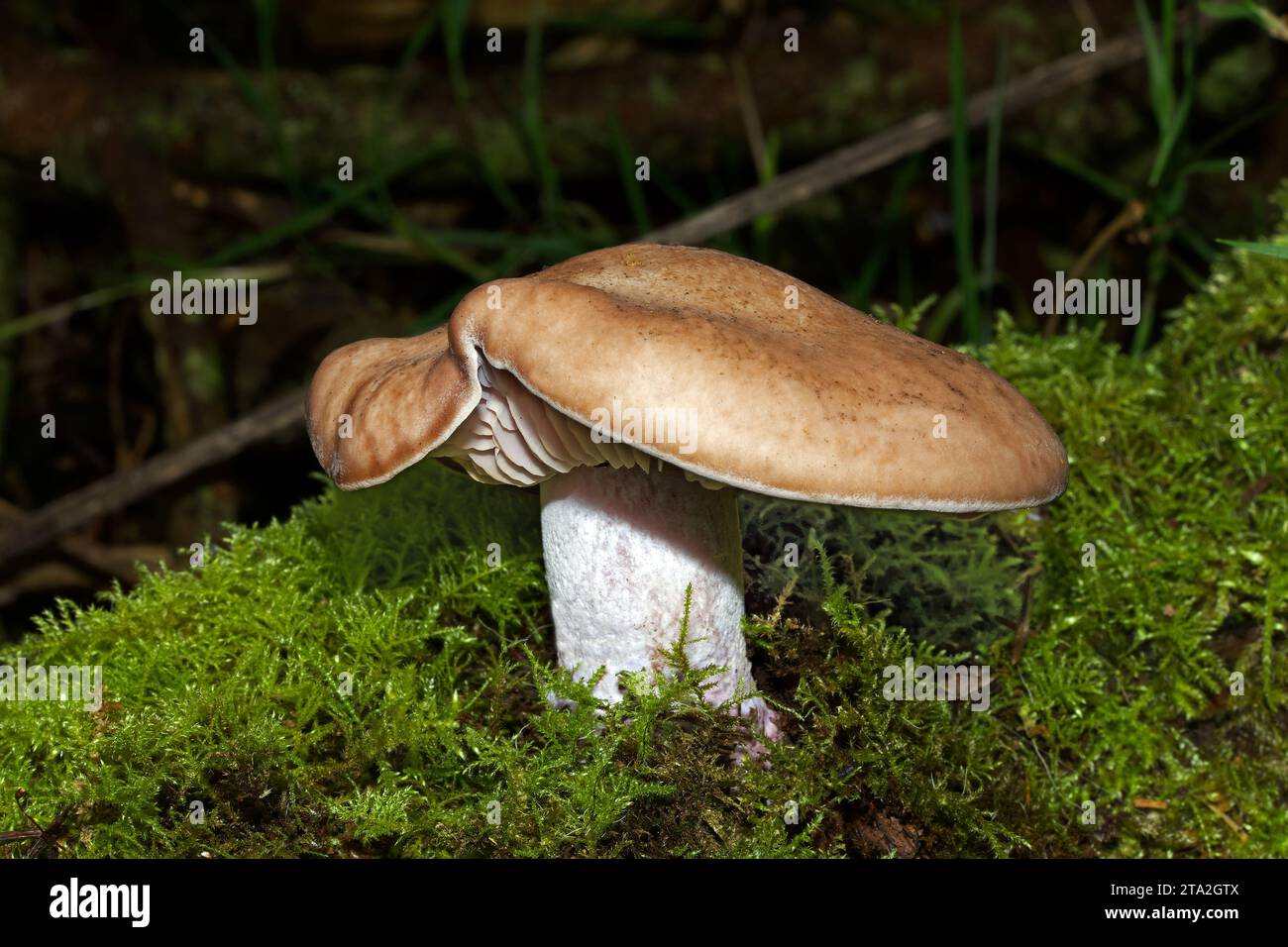 Lepista personata (field blewit) is an edible fungus found growing in ...