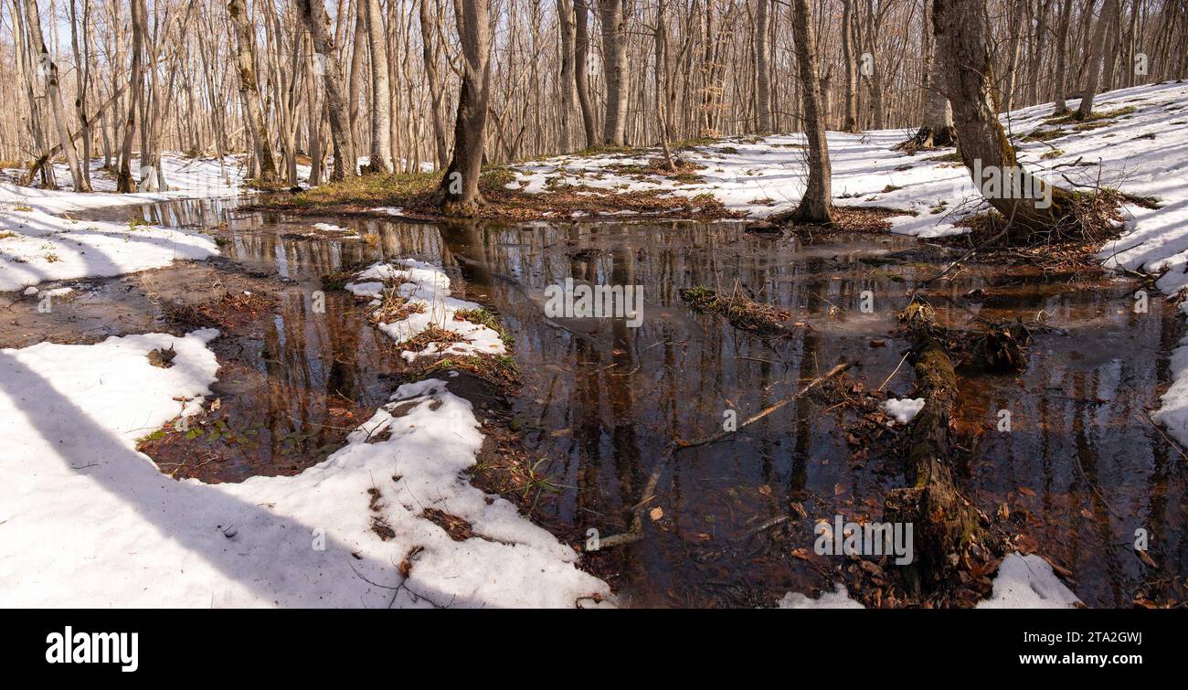 Lakes in a beautiful winter forest. Khyzy region. Azerbaijan Stock ...