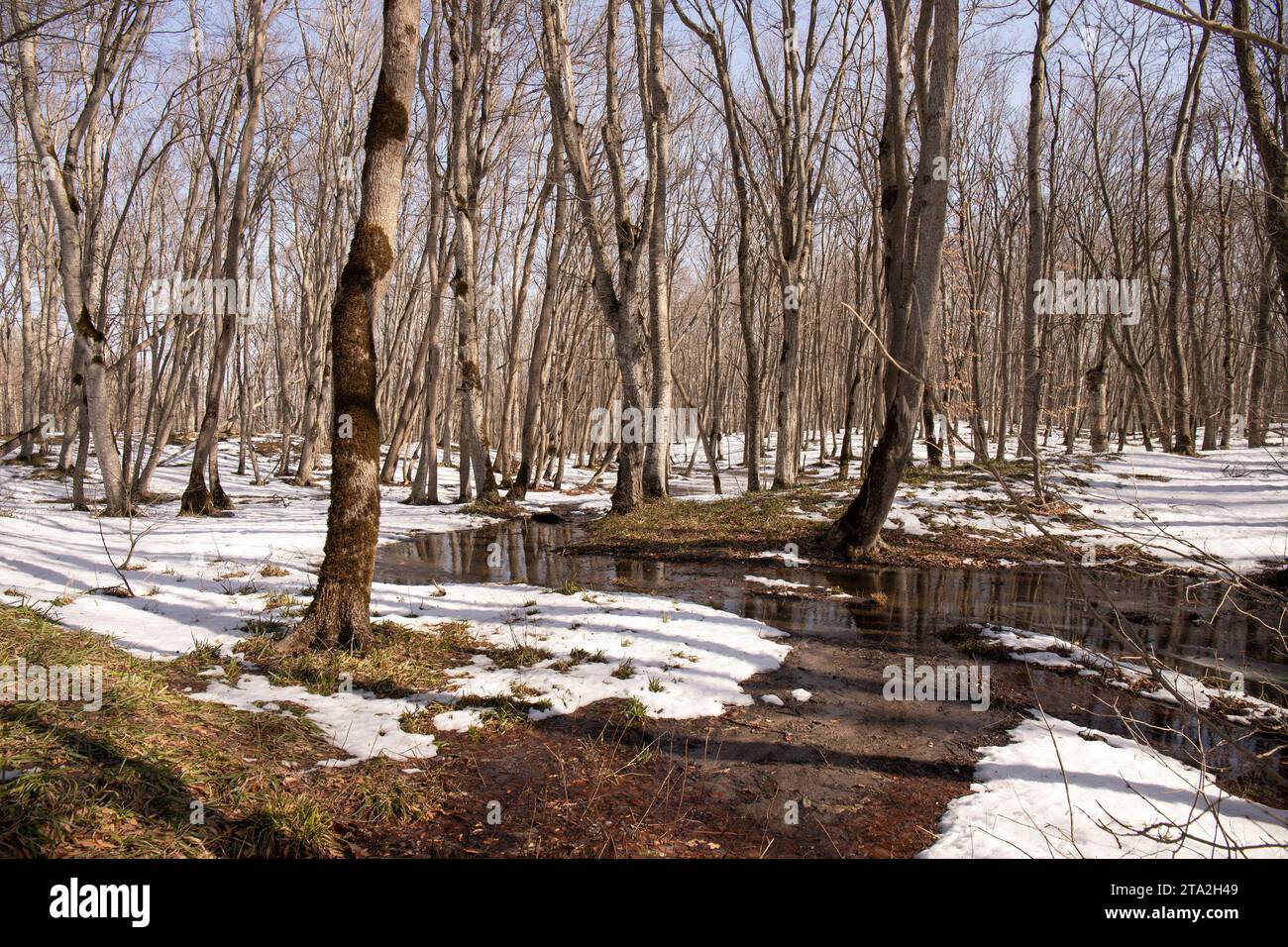 Lakes in a beautiful winter forest. Khyzy region. Azerbaijan Stock ...