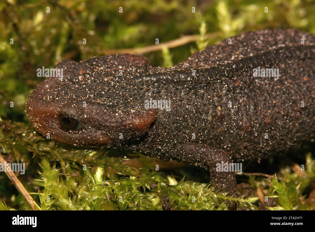 Natural Closeup on an adult , terrestrial female Himalayan newt ...